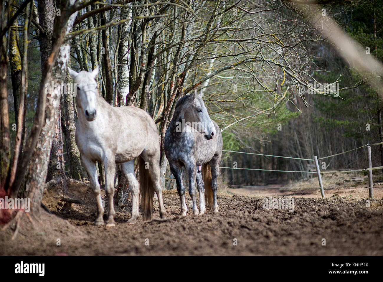 Portraits of corse Stock Photo - Alamy