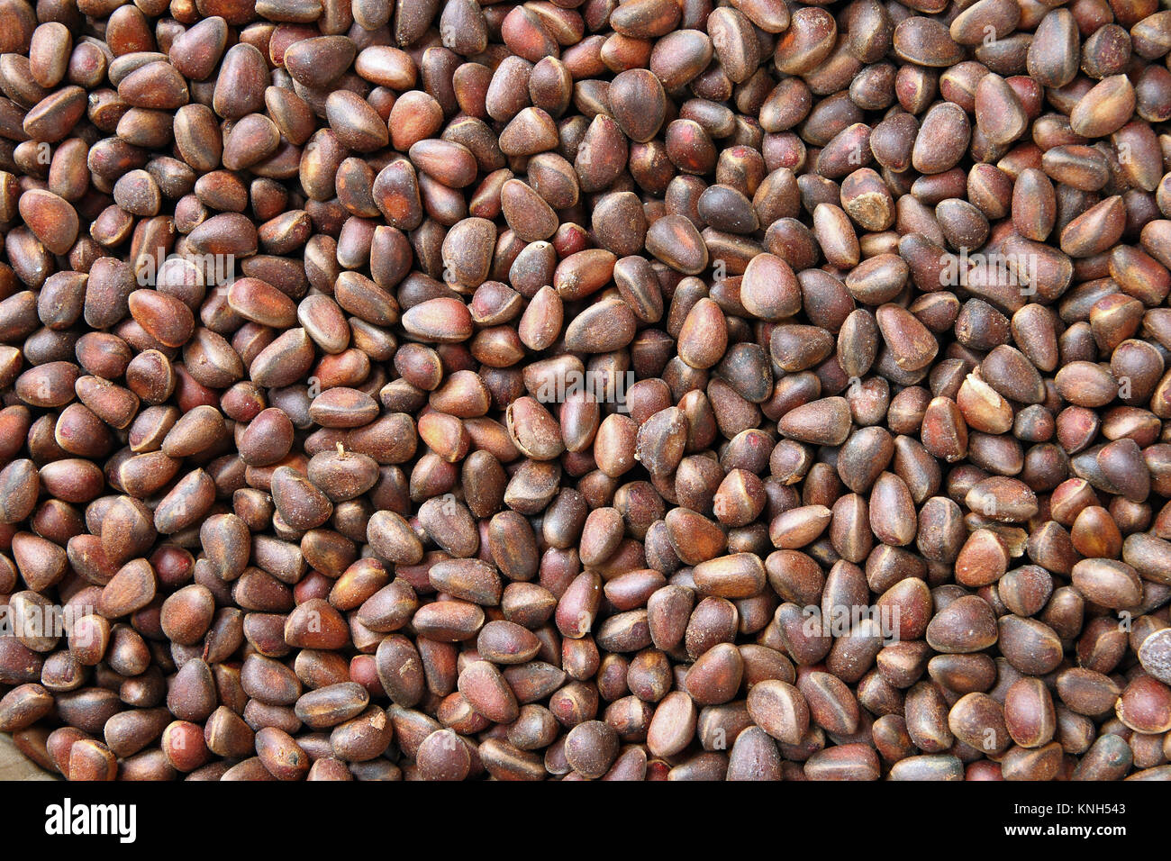 Pine nuts of Siberian cedar cones Stock Photo - Alamy
