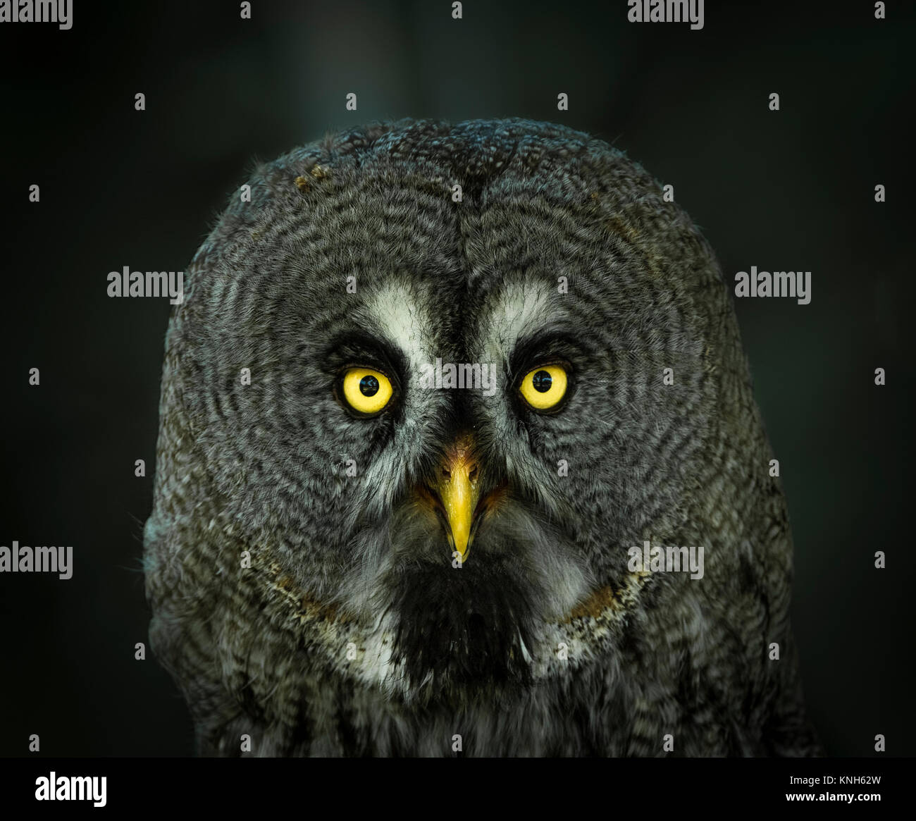 Gray Owl portrait Stock Photo - Alamy