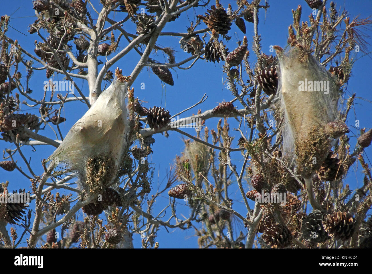 Processionary caterpillar nest hi-res stock photography and images - Alamy