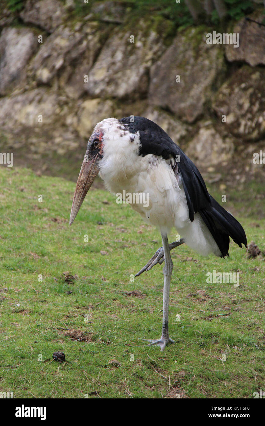 A marabou in a zoo (France Stock Photo - Alamy