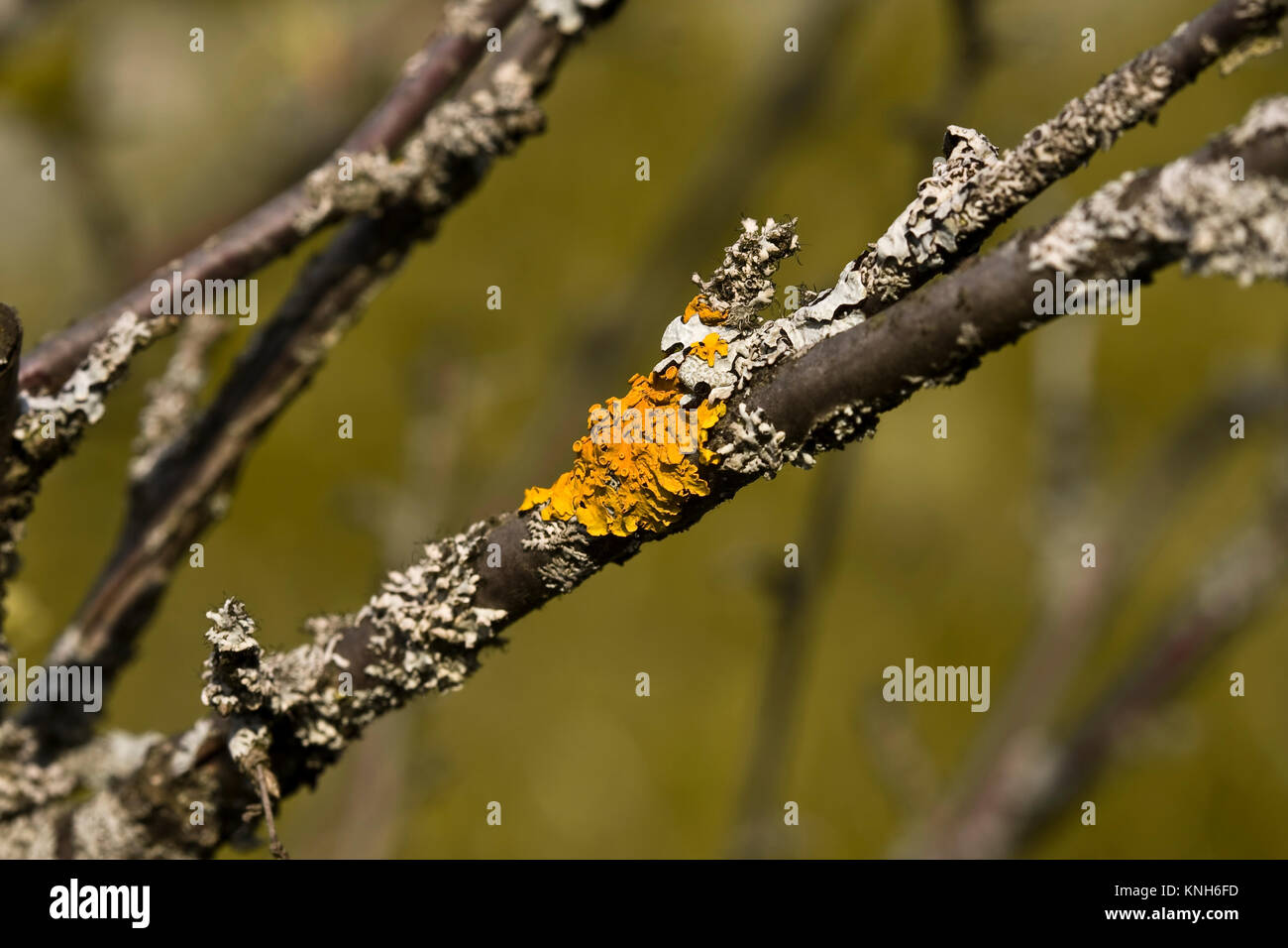 yellow lichen growing on a branch Stock Photo - Alamy