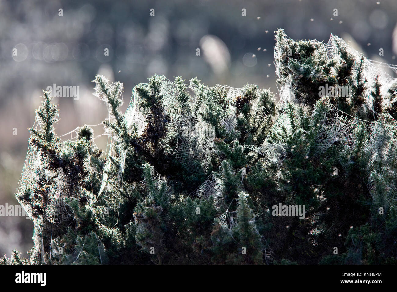 Heavy dew on cobwebs festooning a Gorse bush, Hayle, Cornwall, England ...