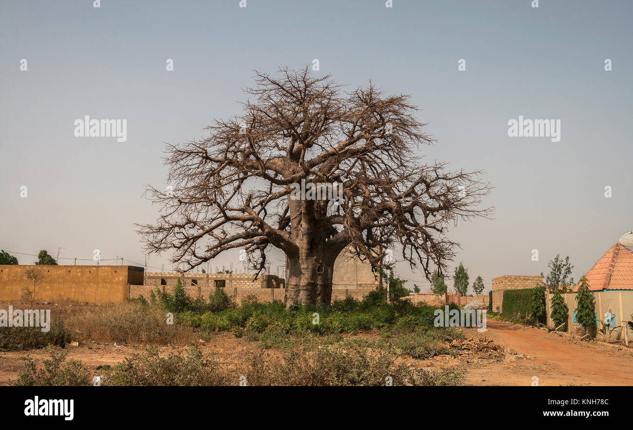 A baobab tree with no leaves in an urban area (Burkina Faso, West ...