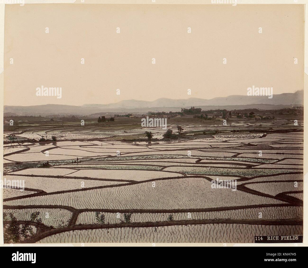 5 rice fields hi-res stock photography and images - Alamy