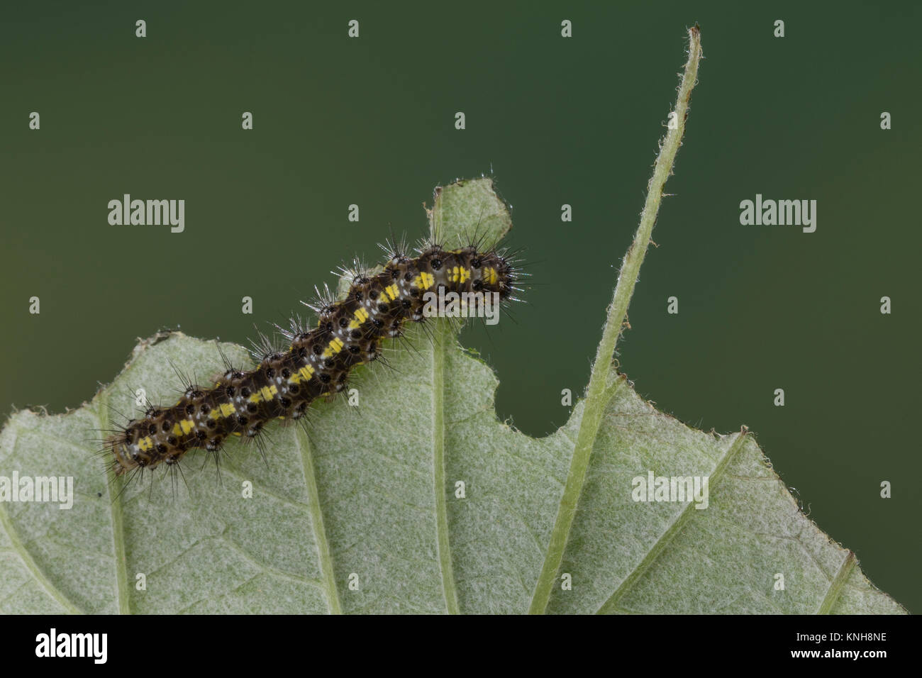 Schönbär, Raupe, Jungraupe, Callimorpha dominula, Panaxia dominula ...