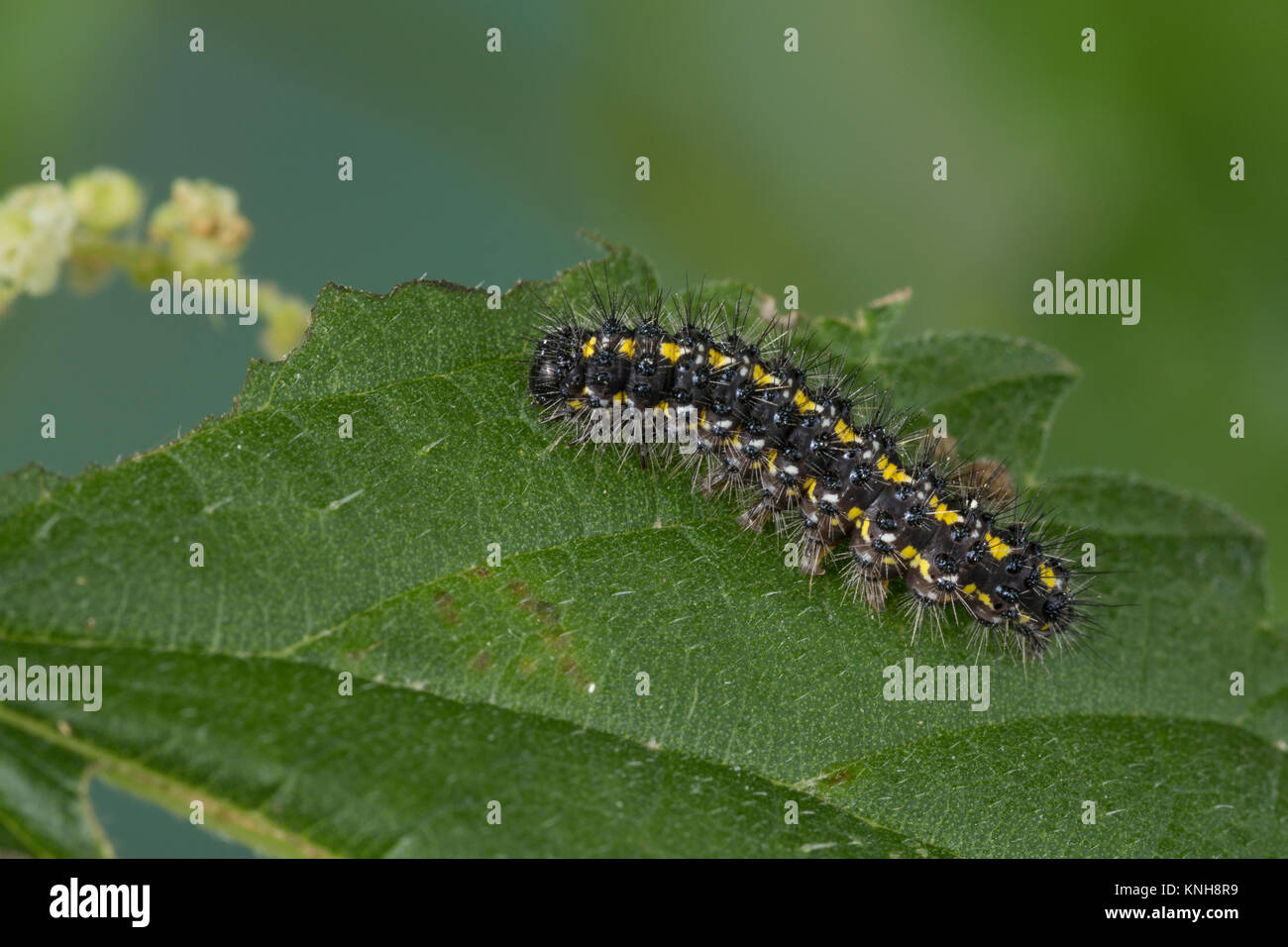 Schönbär, Raupe, Callimorpha dominula, Panaxia dominula, scarlet tiger ...