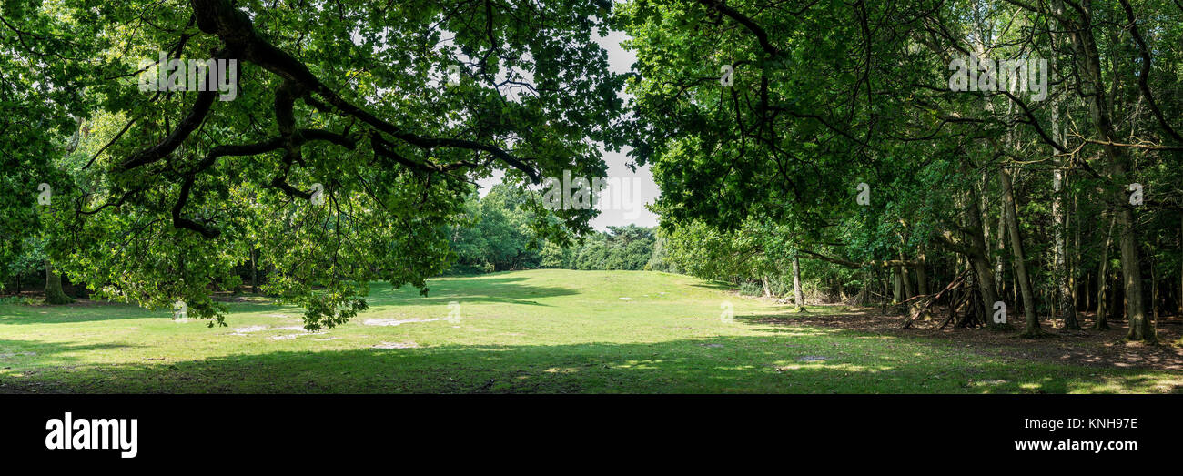 Under tree in woodland Stock Photo - Alamy