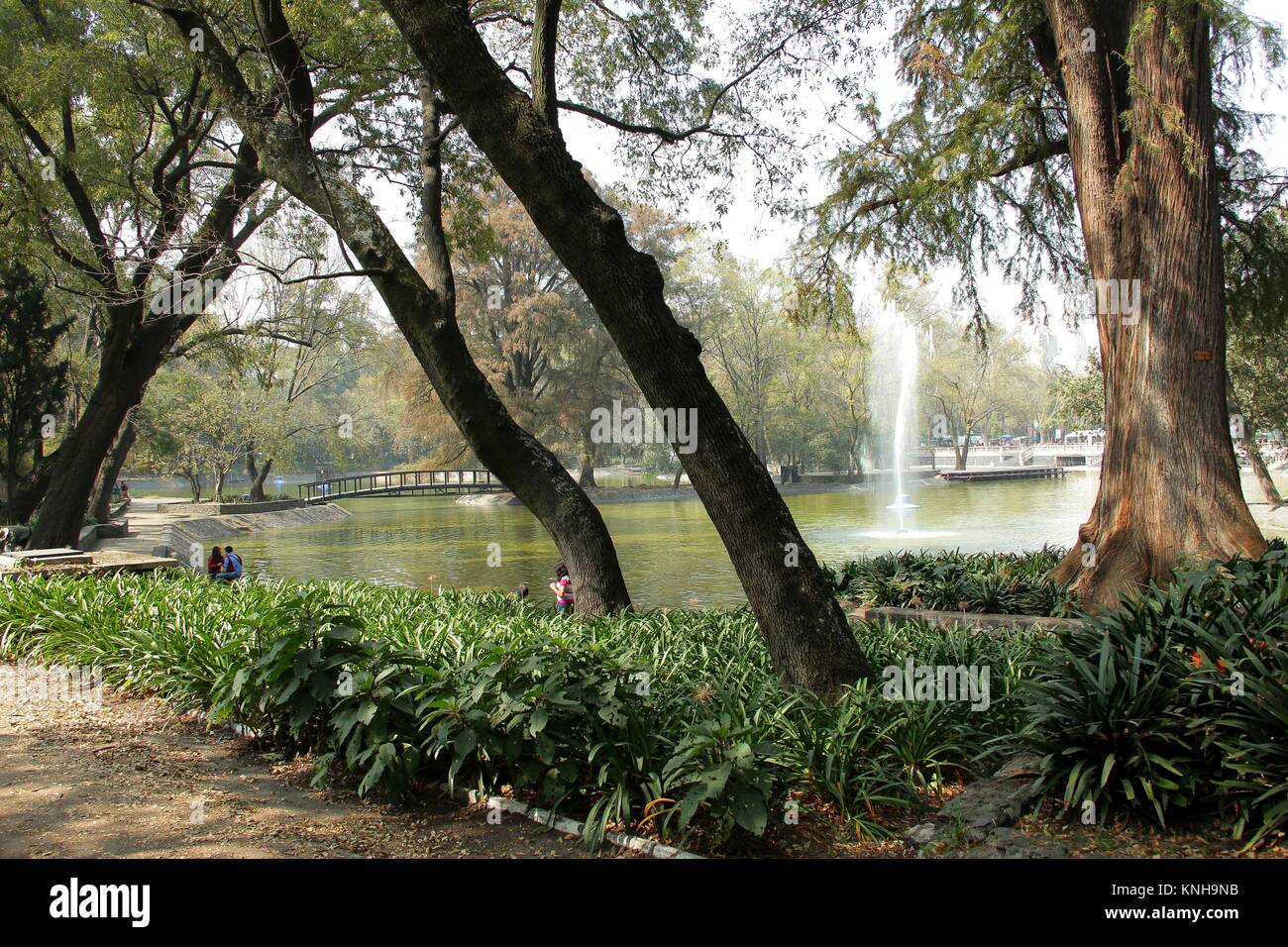 Trees in Chapultepec Park, Mexico city Stock Photo - Alamy