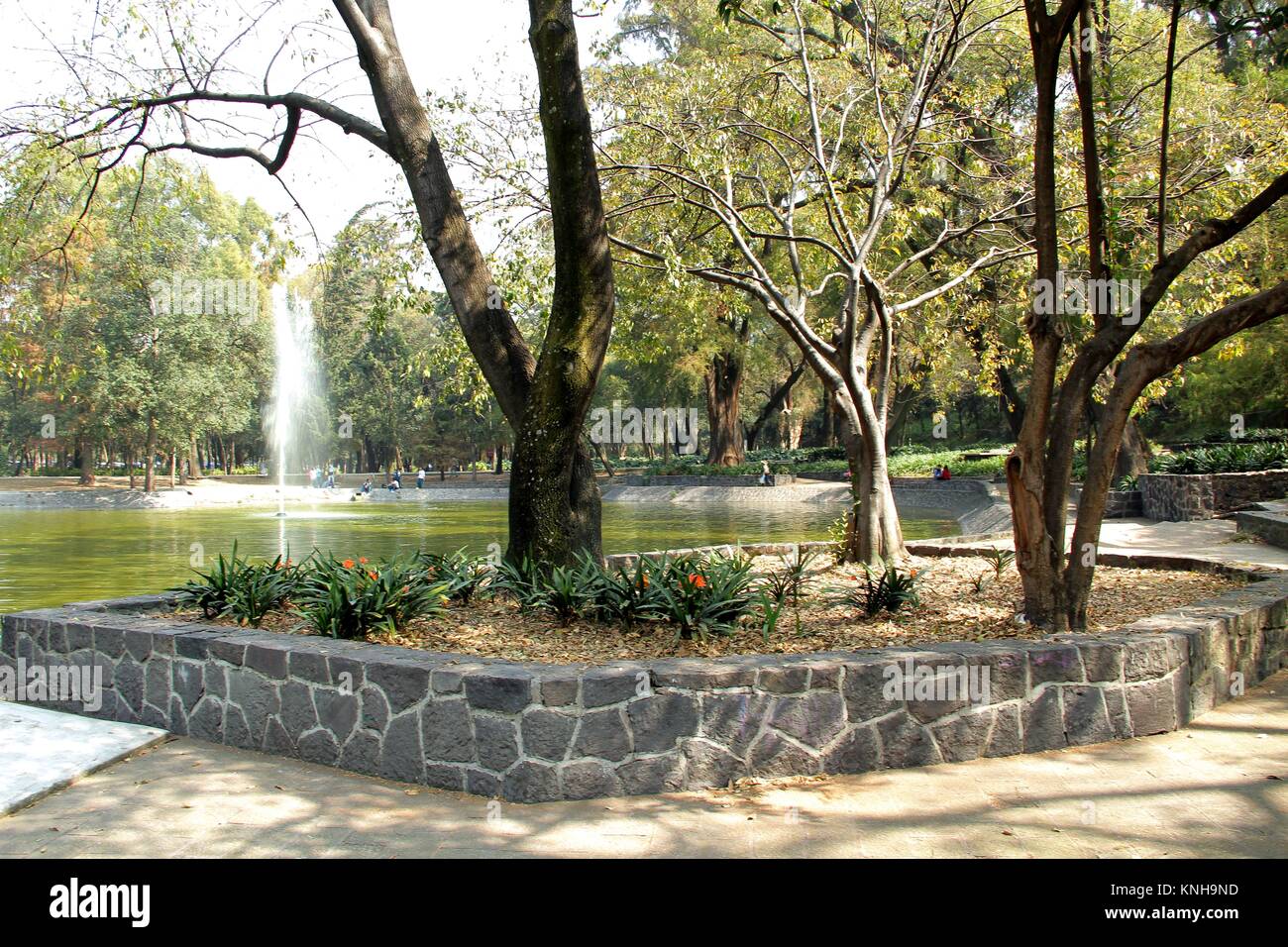 Trees in Chapultepec Park, Mexico city Stock Photo - Alamy