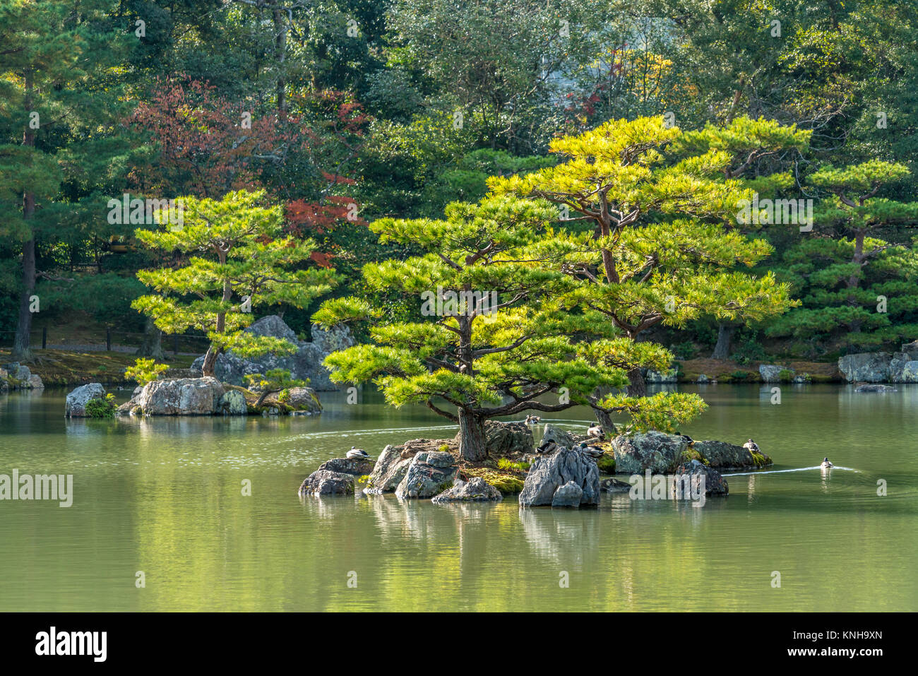 Pinus thunbergii or Japanese black pine (Kuromatsu) On an islet near ...