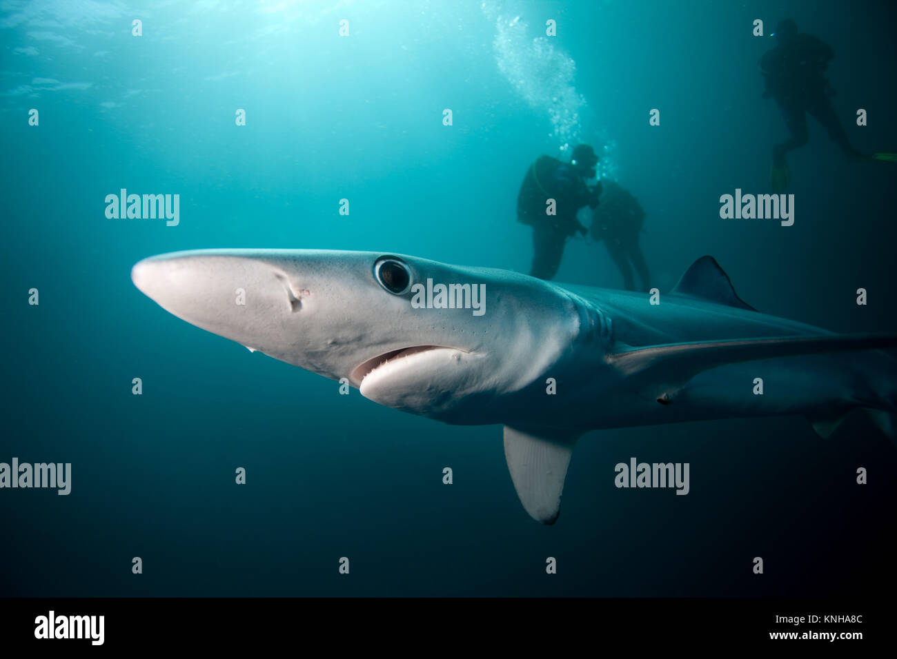 Shark Nostrils High Resolution Stock Photography and Images - Alamy