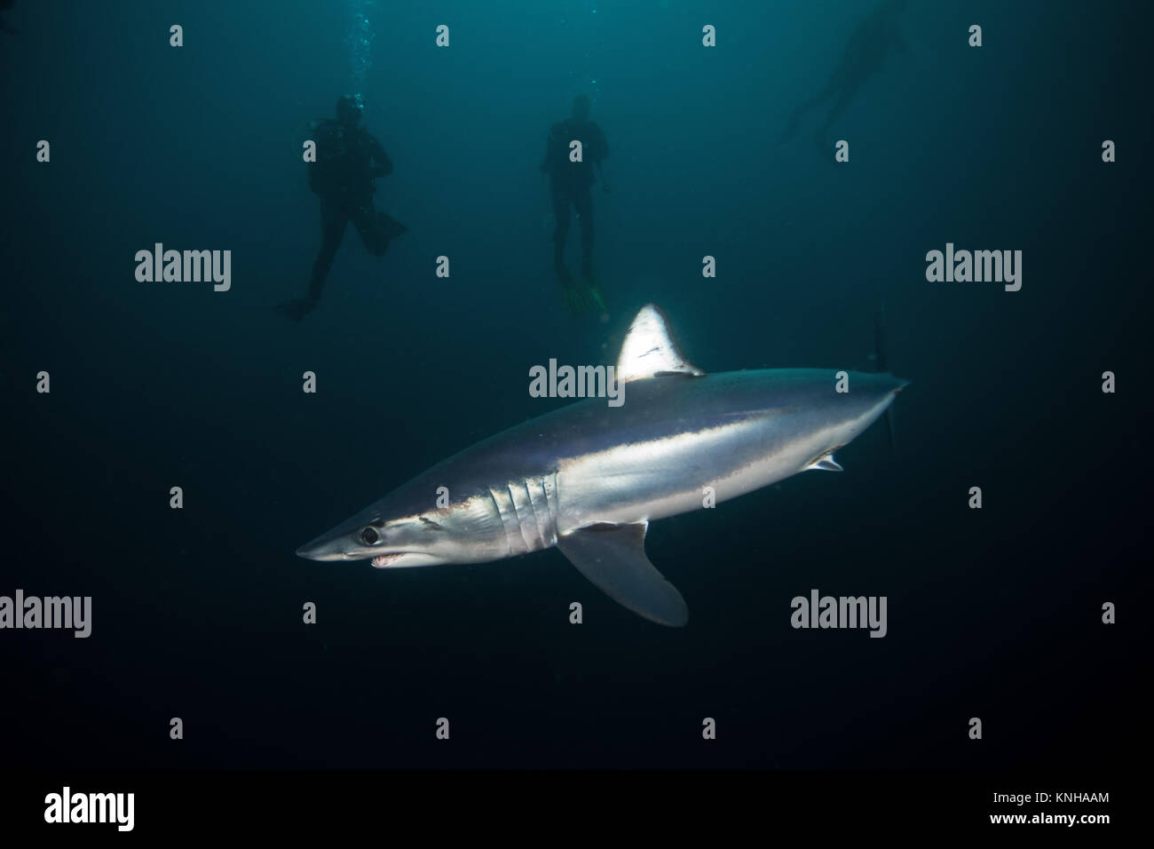 Mako shark, Isurus oxyrinchus, Atlantic ocean, Simon's Town, South ...