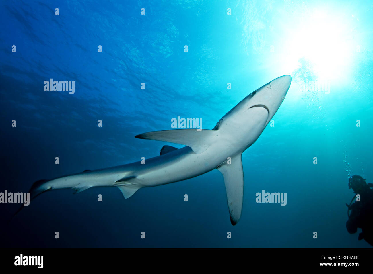 Shark Nostrils High Resolution Stock Photography and Images - Alamy