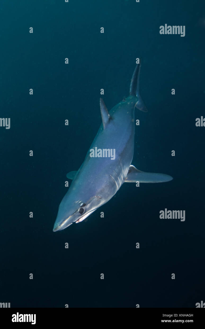 Mako shark, Isurus oxyrinchus, Atlantic ocean, Simon's Town, South ...