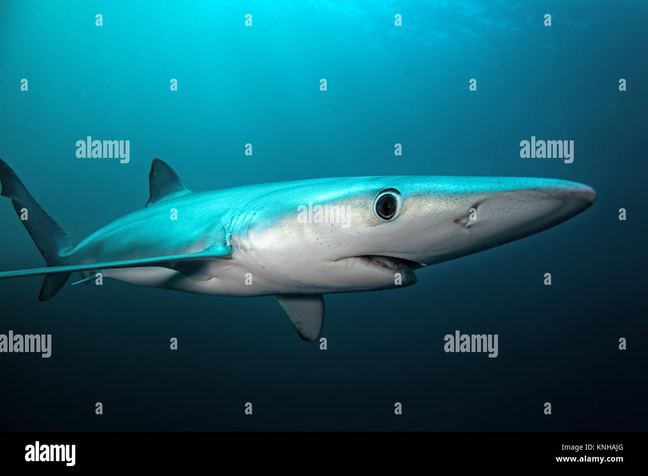 Shark Nostrils High Resolution Stock Photography and Images - Alamy