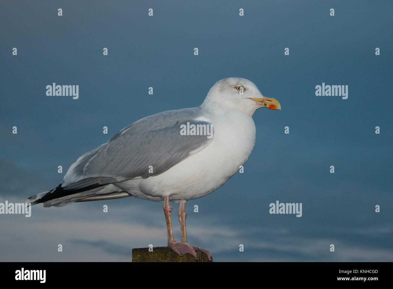 Seagull perched on a post at twilight Stock Photo - Alamy
