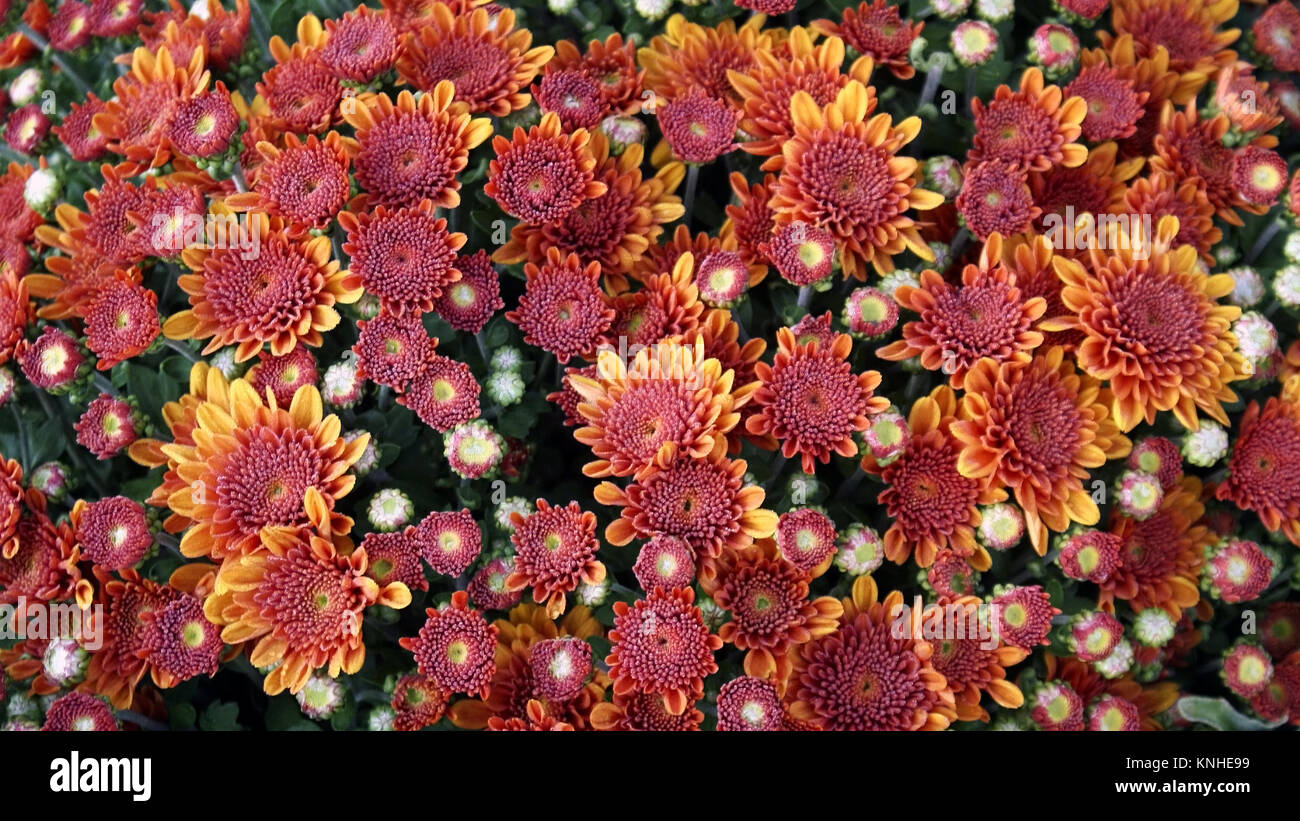 Autumn Chrysanthemums in full bloom create a beautiful background Stock ...