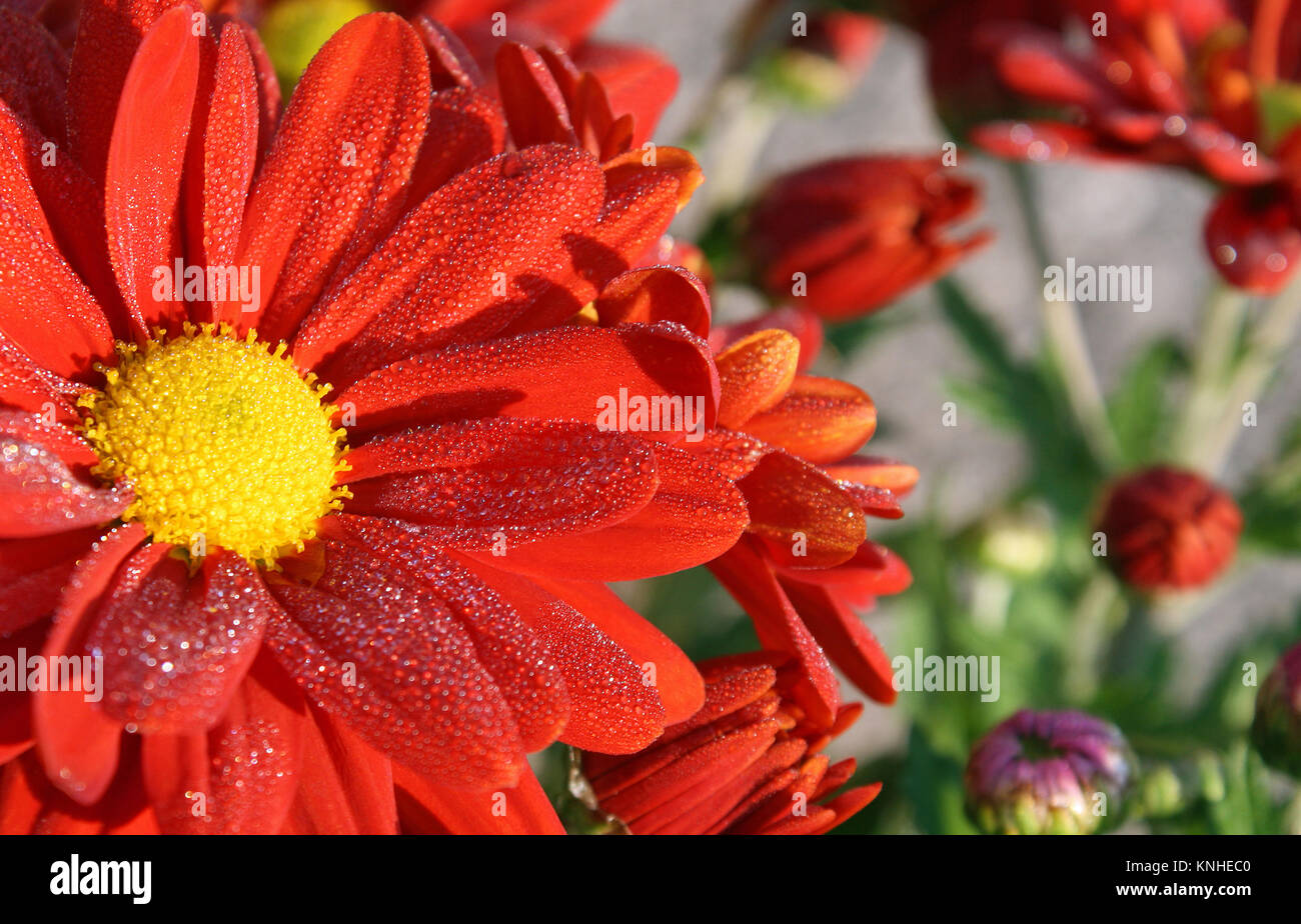 Garden of vibrant red Daisies. Soft dew on petals Stock Photo - Alamy