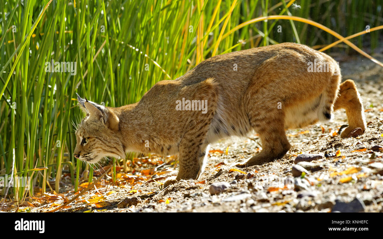 Arizona lynx hi-res stock photography and images - Alamy