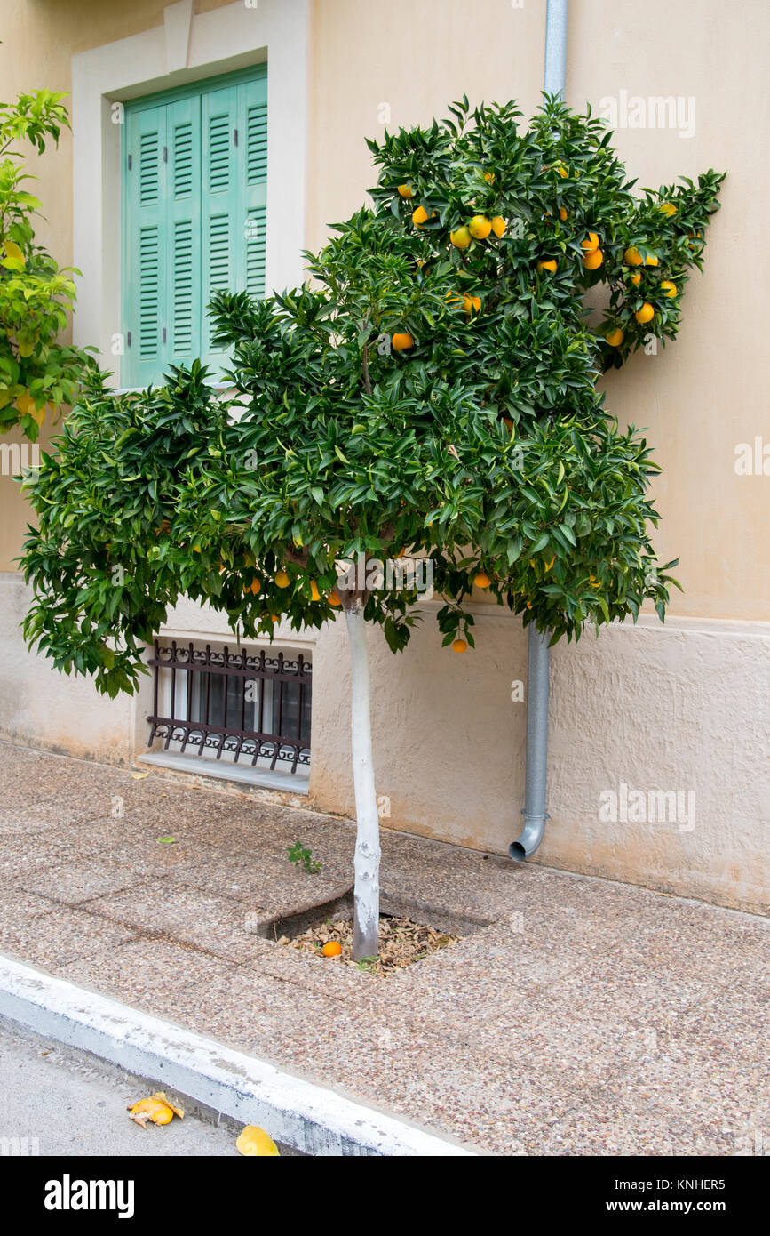 Decorative lemon and citrus trees growing in the pavement of Kardimili ...