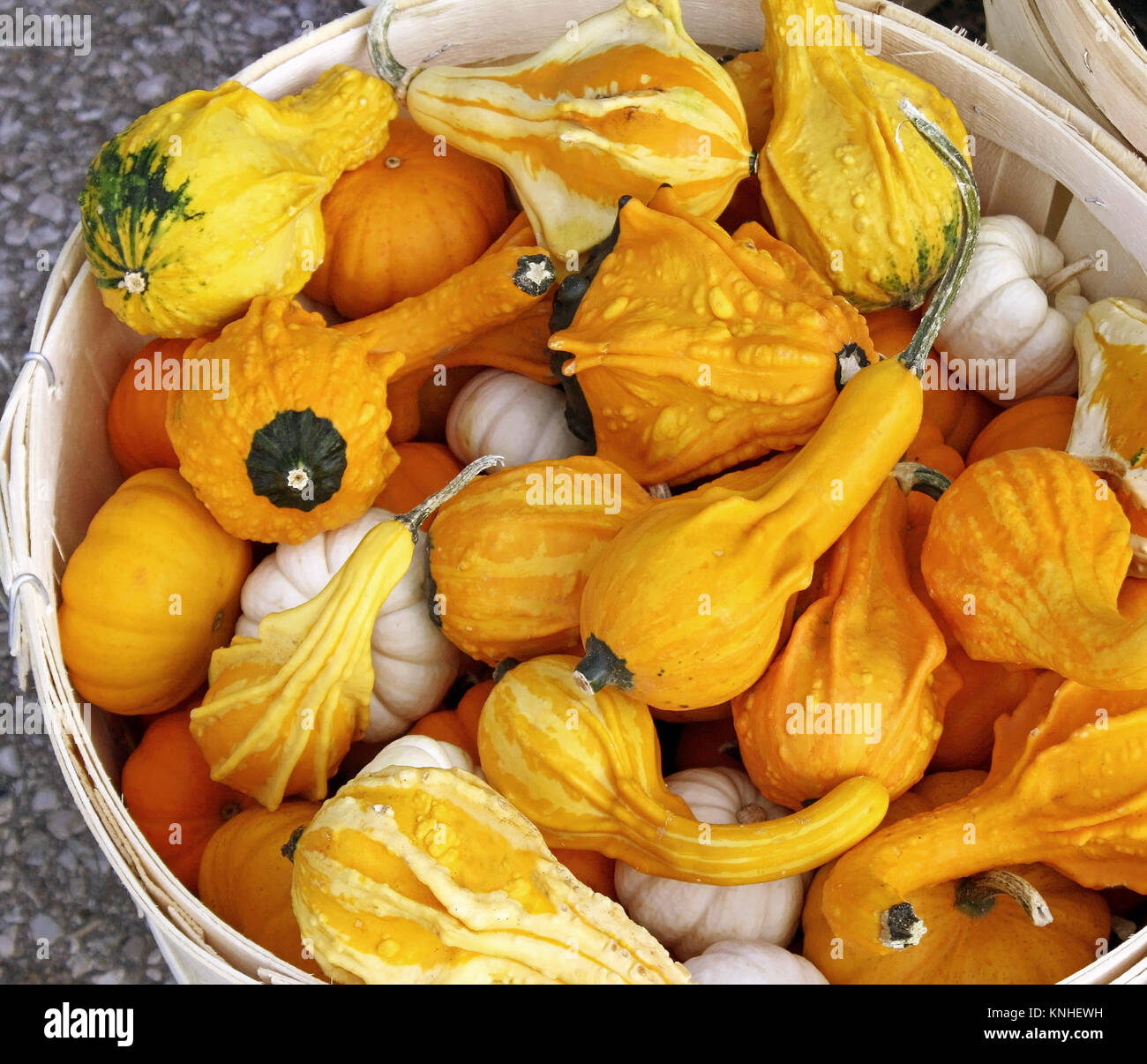 A basket filled with Ornamental Gourds of different sizes and shapes ...