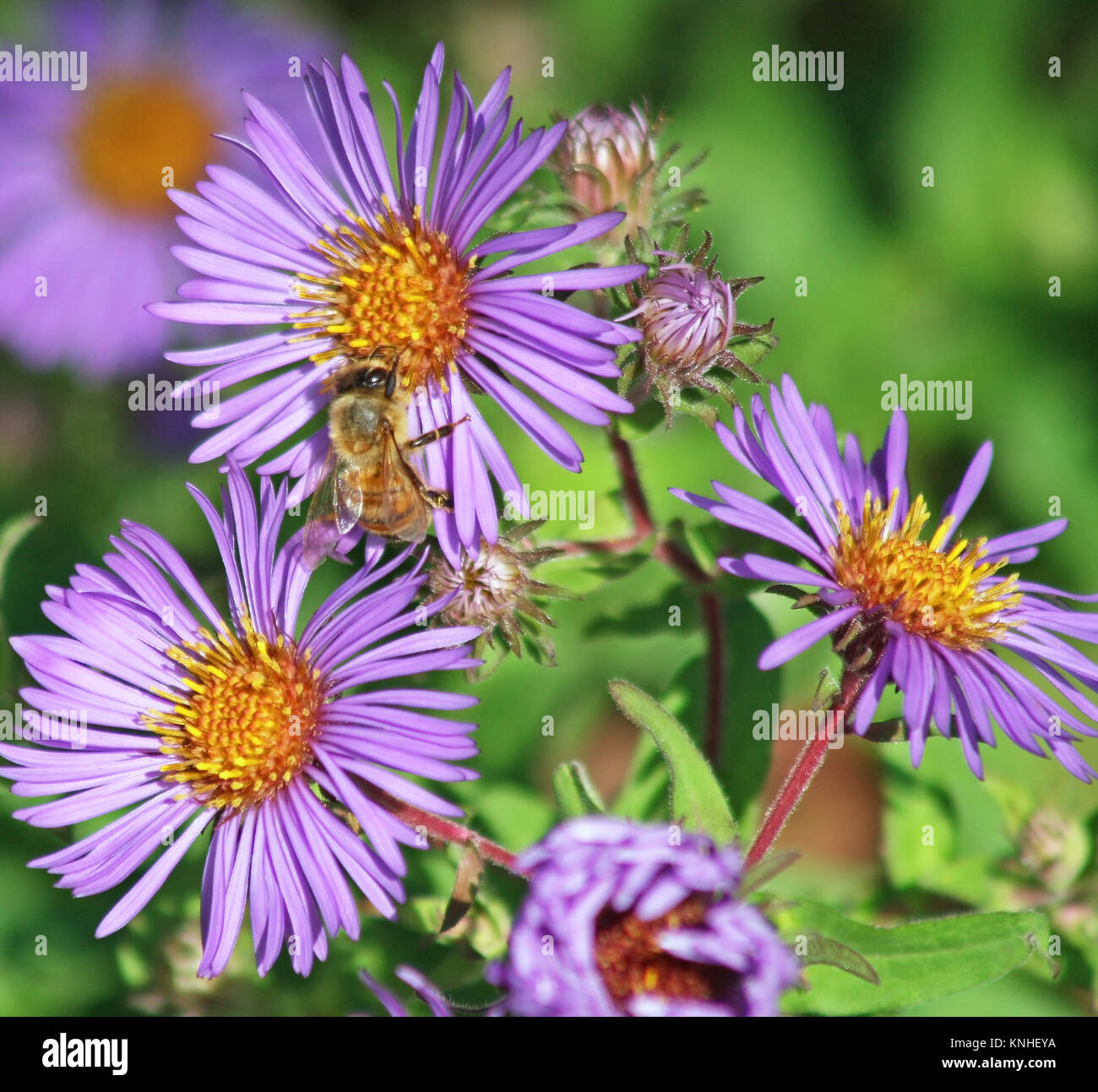 Bee taking nectar from a Wildflower Stock Photo - Alamy