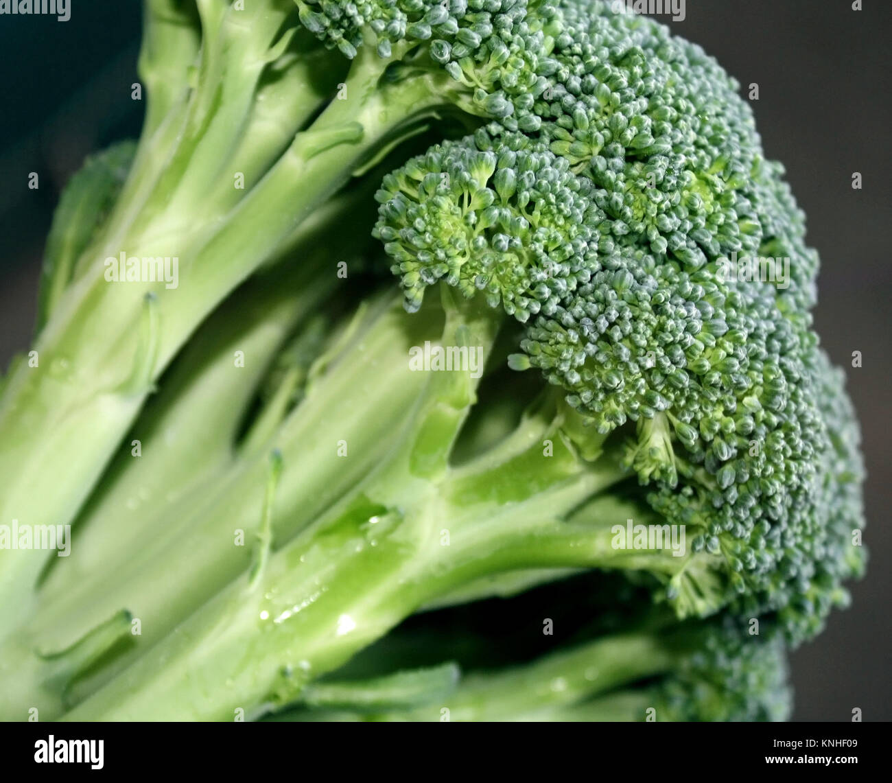 Fresh Organic Broccoli - a healthy and nutritious food Stock Photo - Alamy