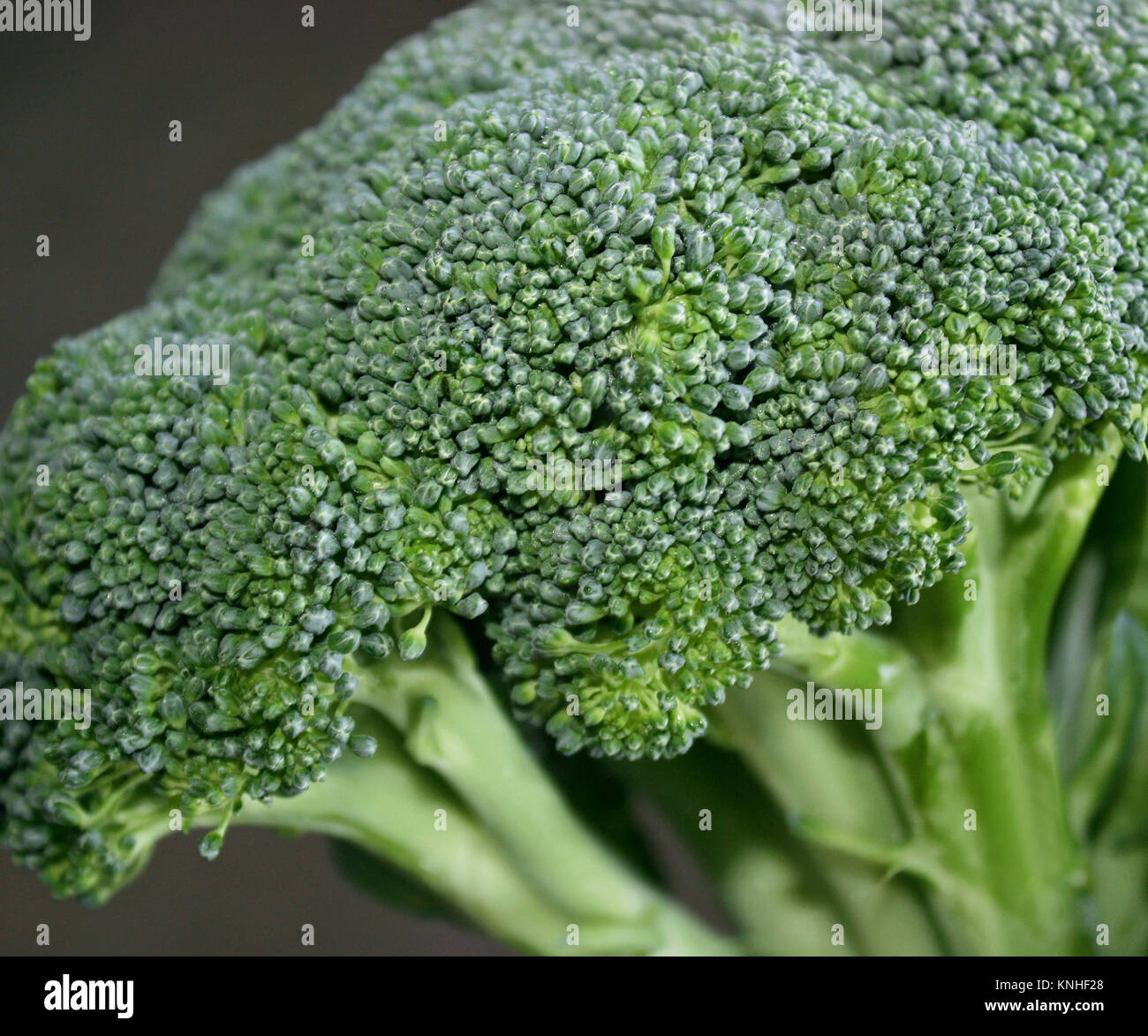 Fresh Organic Broccoli - a healthy and nutritious food Stock Photo - Alamy