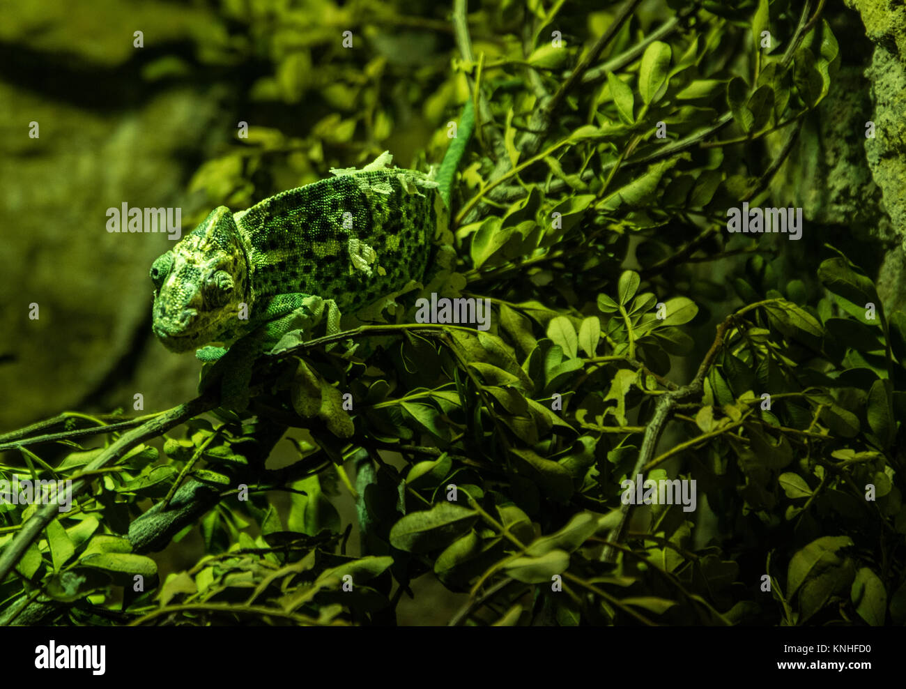 Adapted adaptation hi-res stock photography and images - Alamy