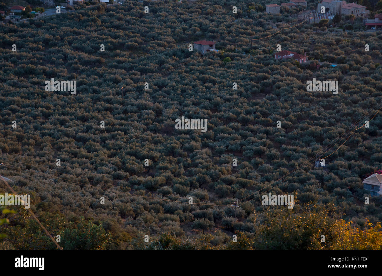 Kardamyli old town seen from the overlooking vile groves in the hills ...