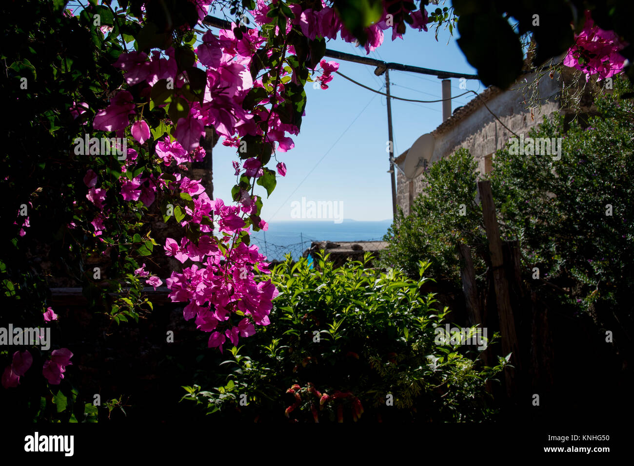 Pink flowers in an old Greek garden Stock Photo - Alamy