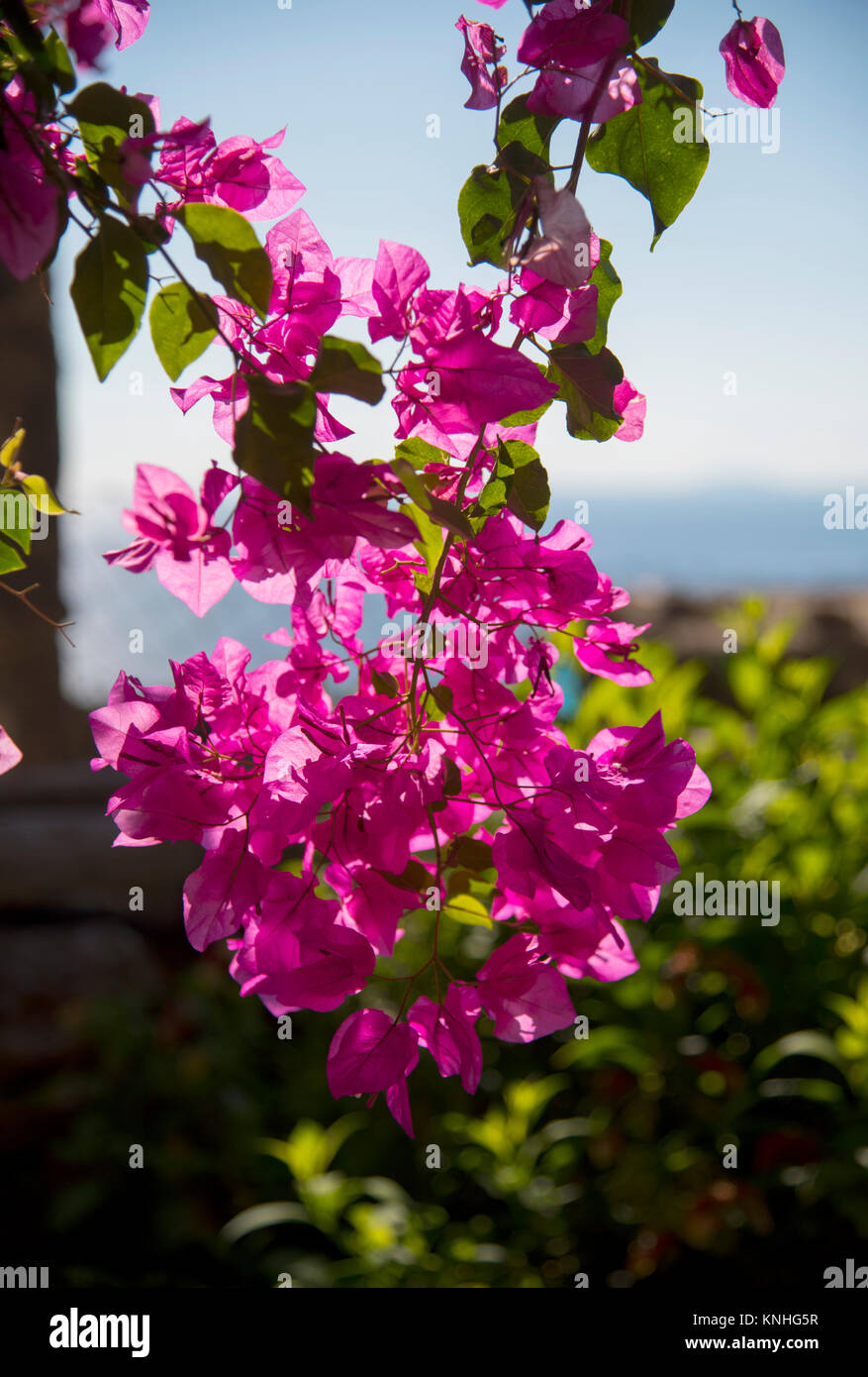 Pink flowers in an old Greek garden Stock Photo - Alamy