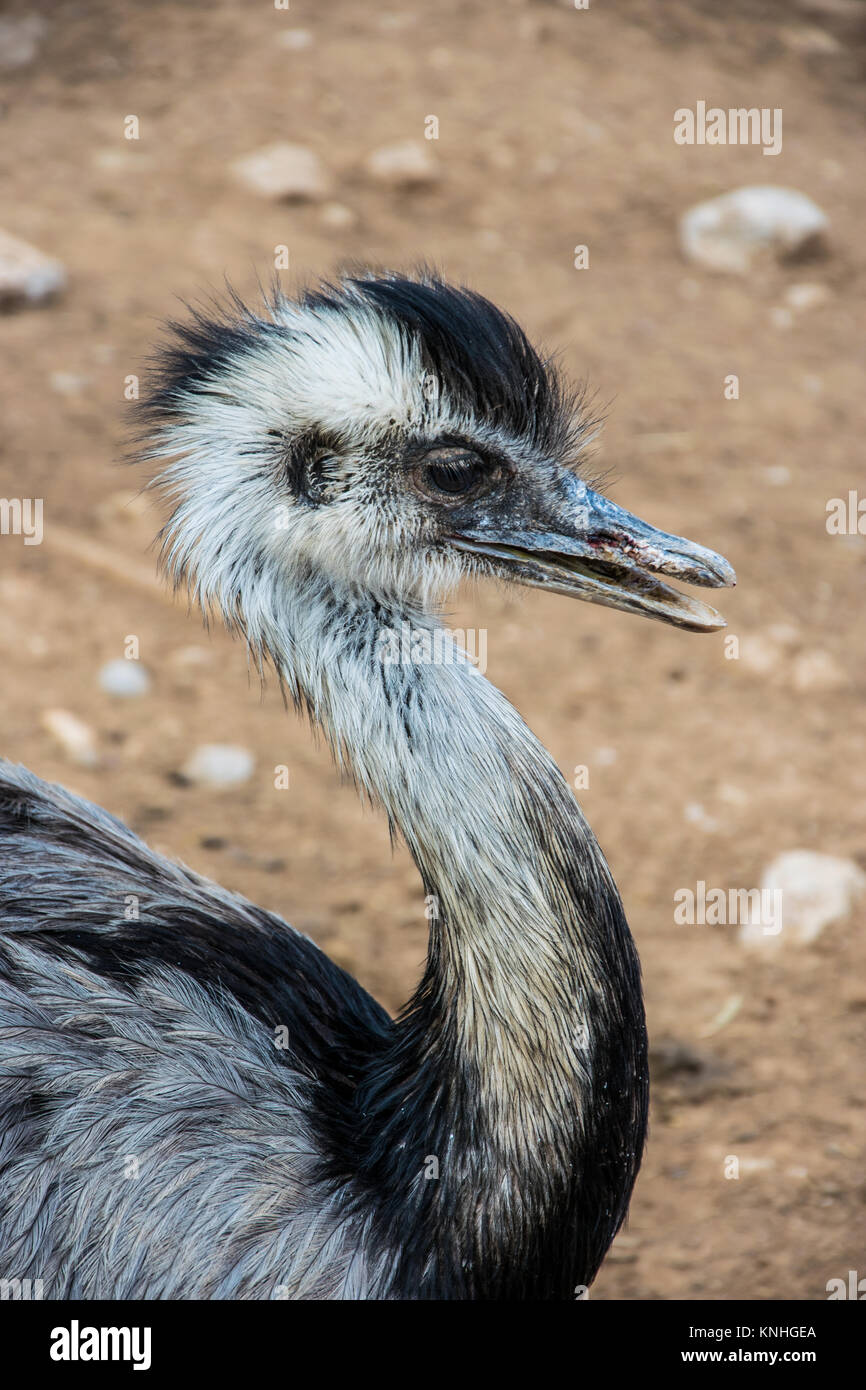 Rhea Americana bird Stock Photo - Alamy