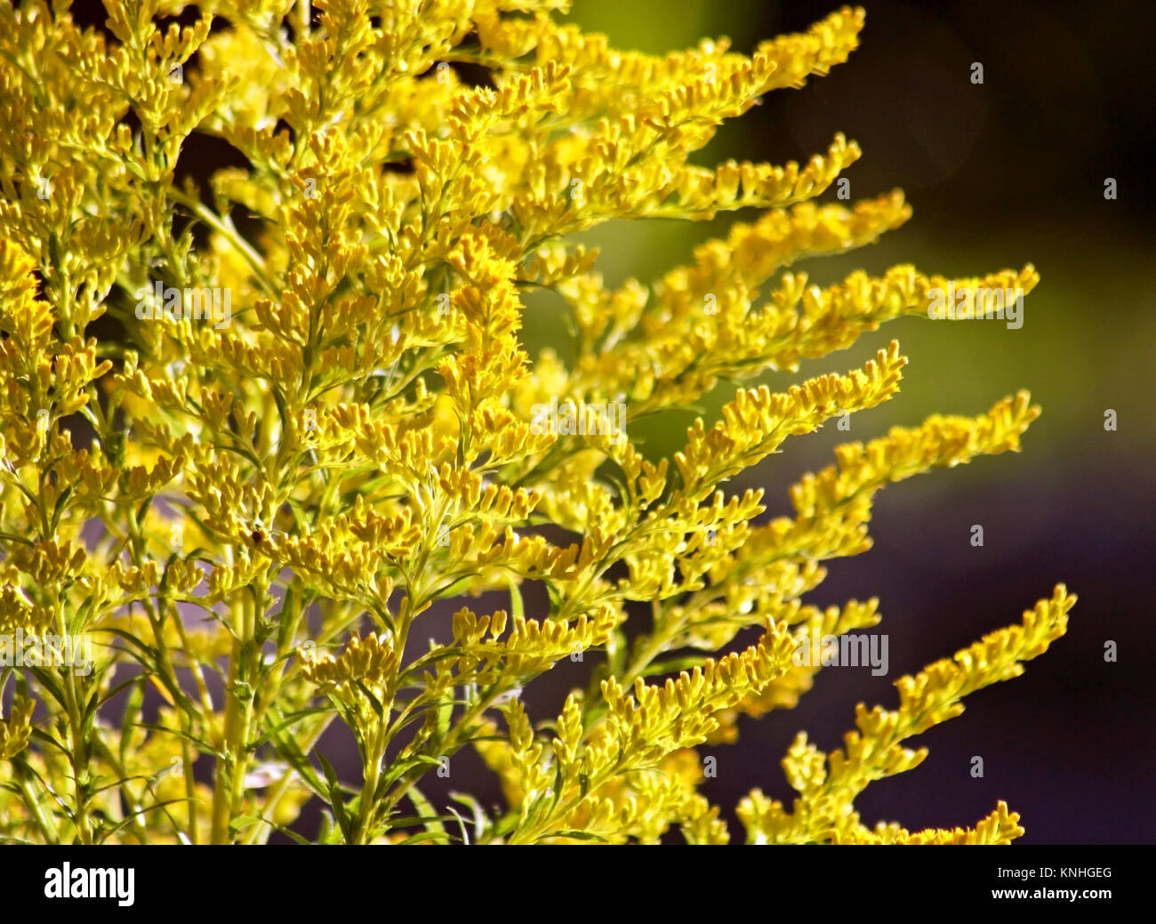 Close up of the GOLDENROD plant Stock Photo - Alamy