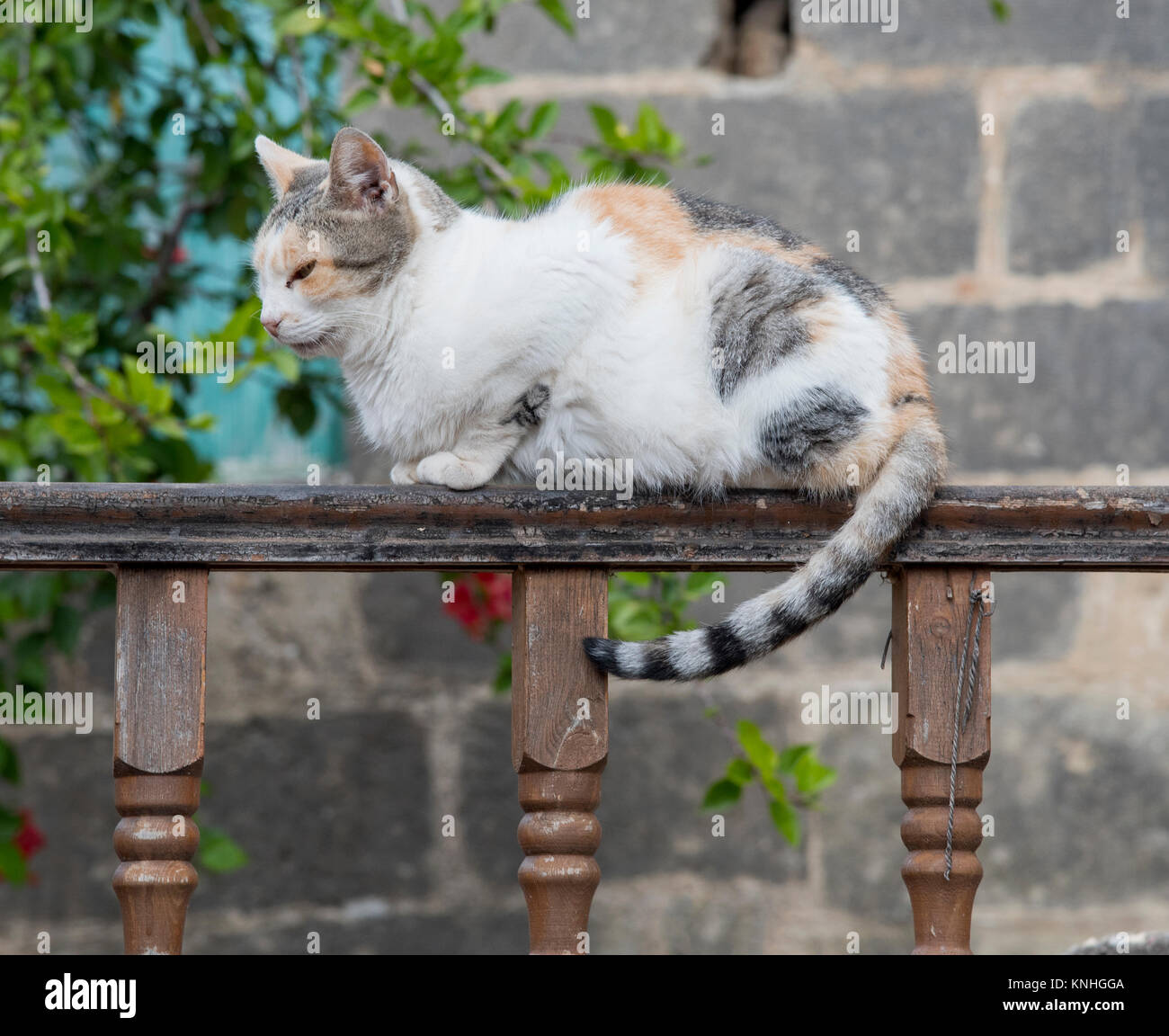 Cat sitting on a handrail Stock Photo - Alamy