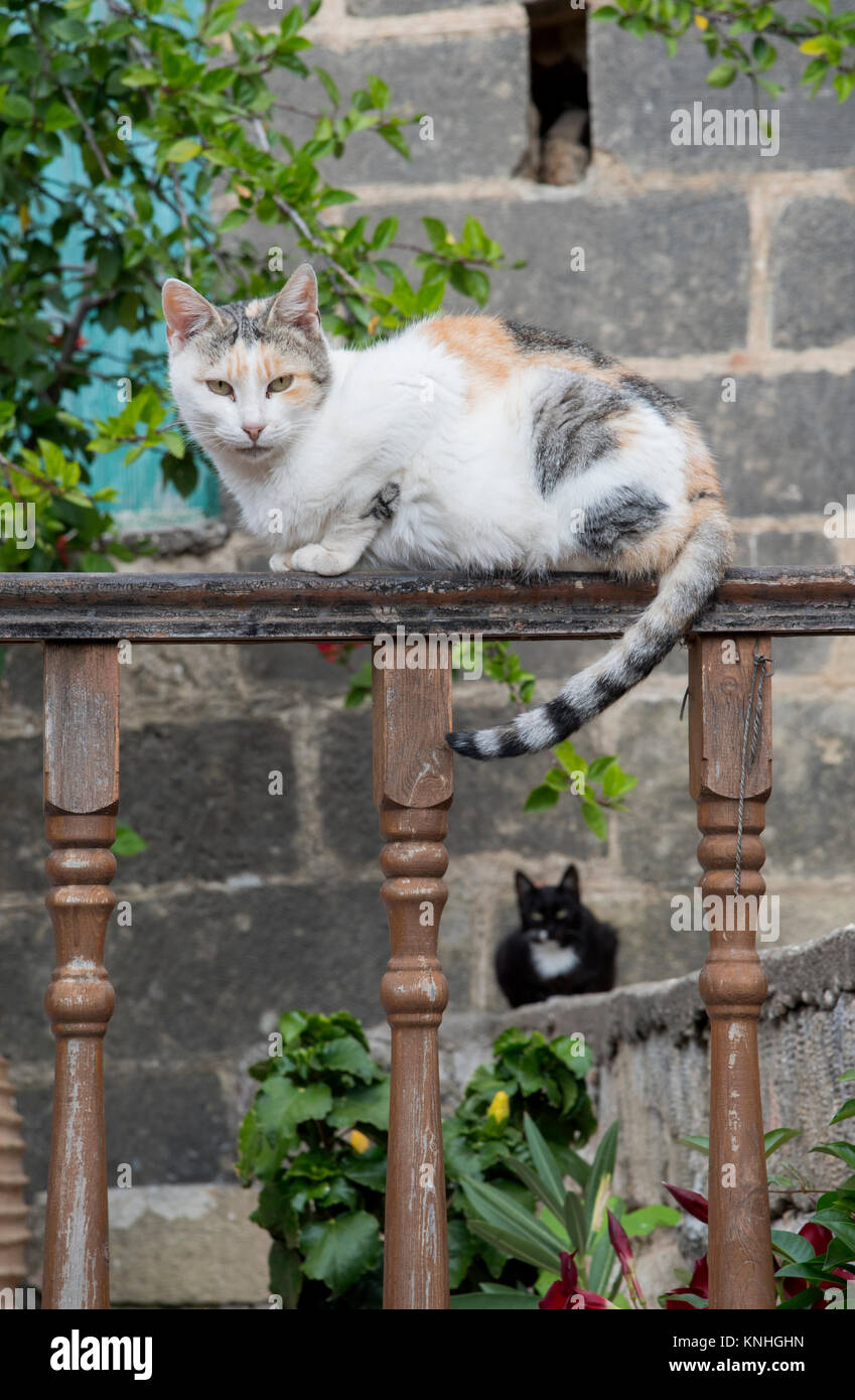 Cat sitting on a handrail Stock Photo - Alamy