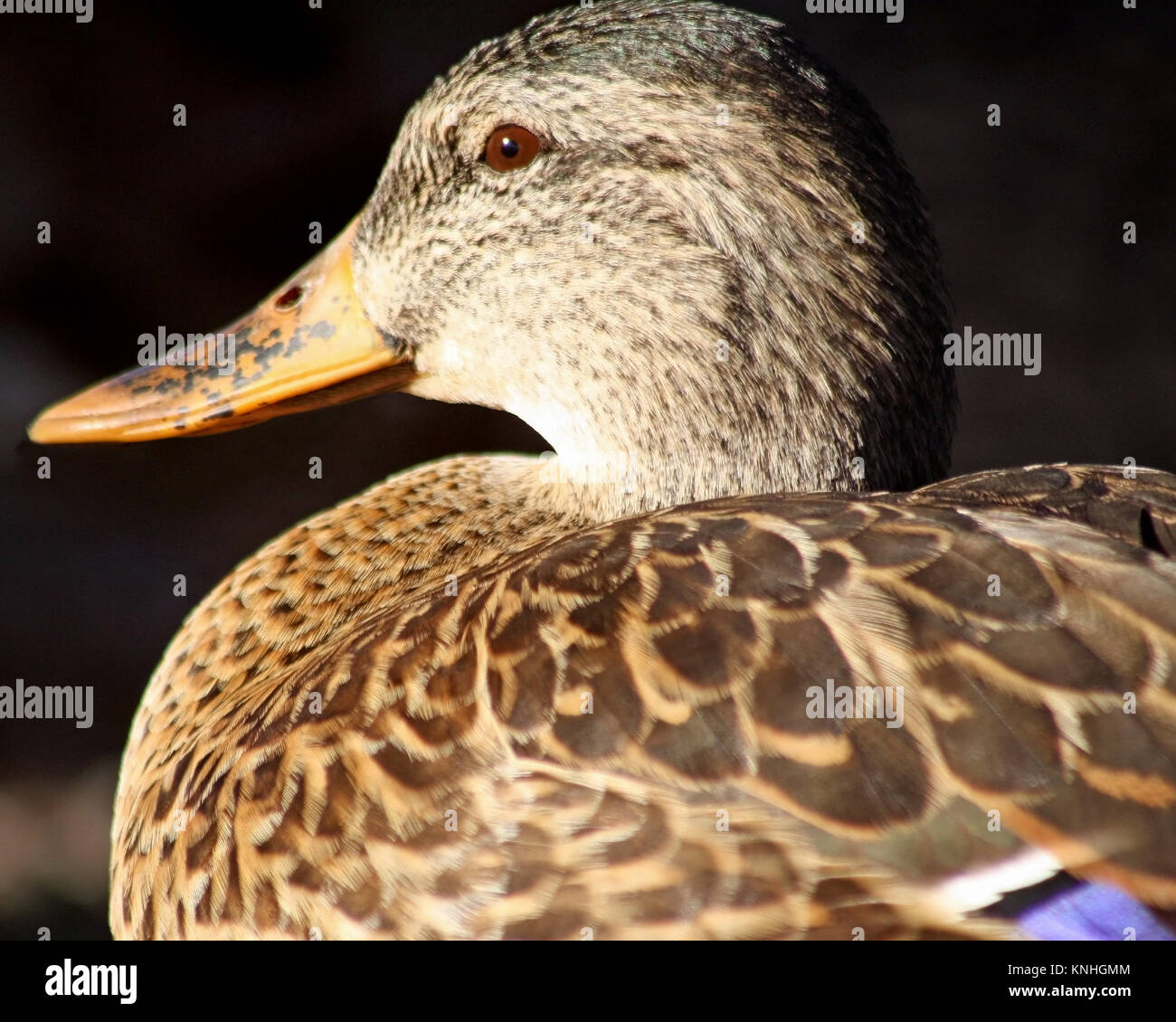 Close up shot mallard duck hi-res stock photography and images - Alamy