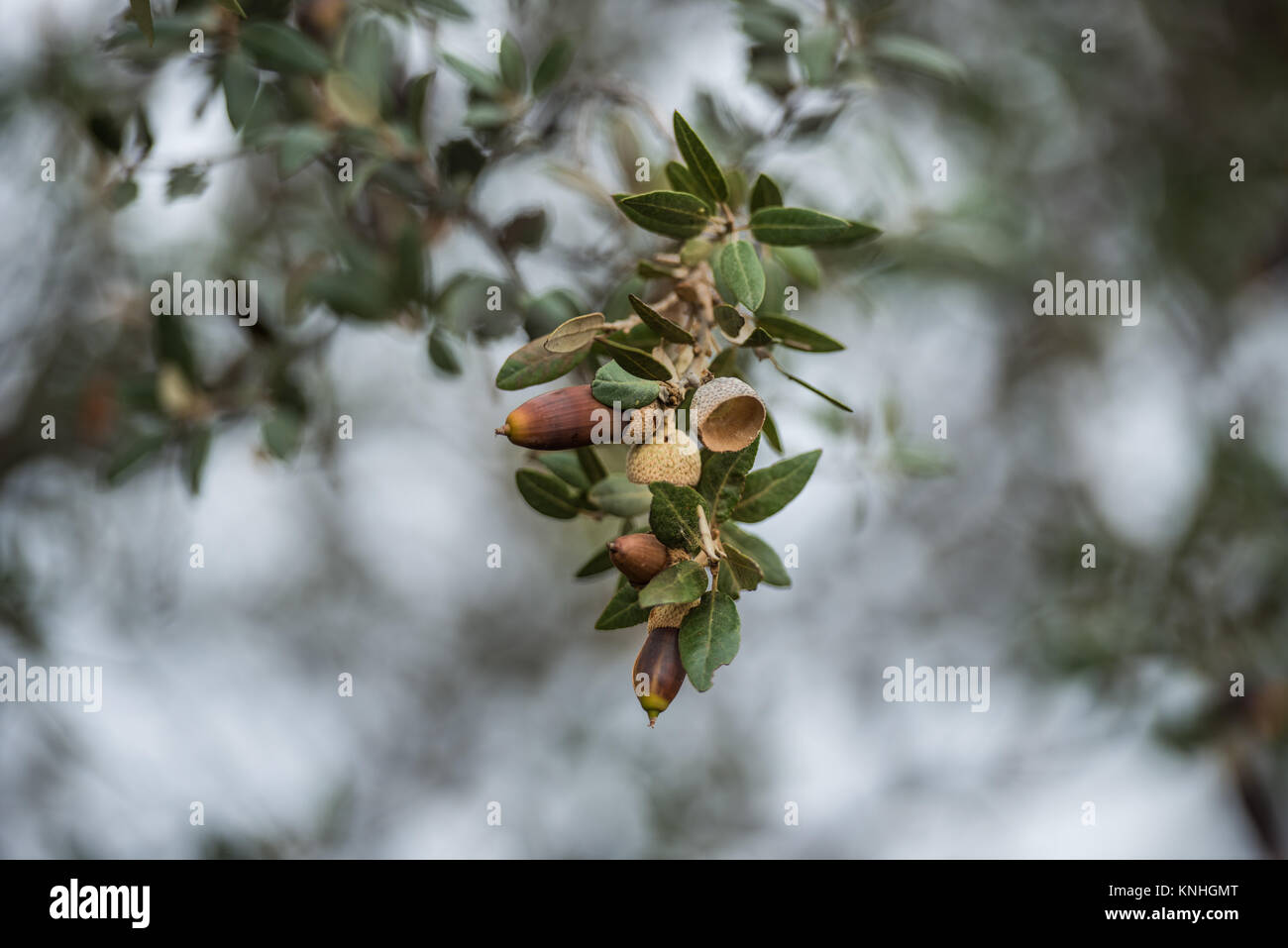 Detail of mature acorns growing in an oak tree near Mérida, Badajoz ...
