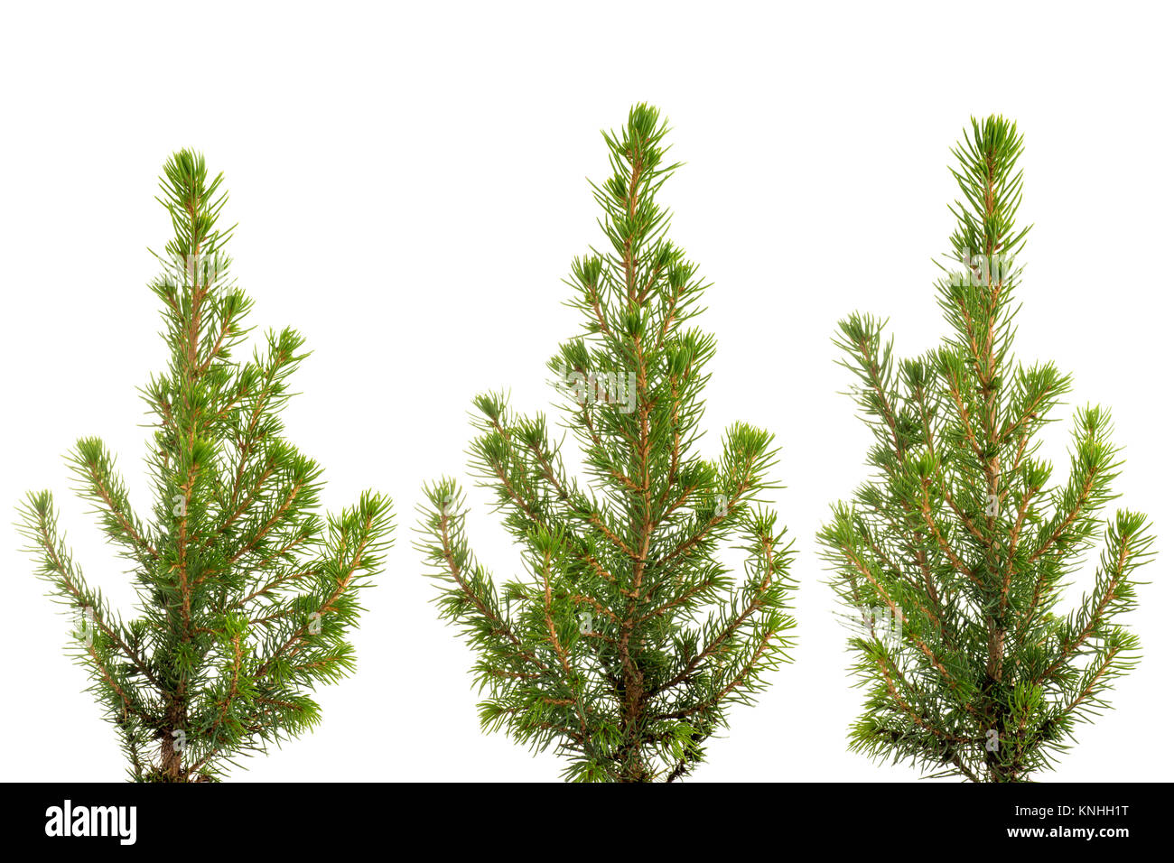 Christmas tree small young hi-res stock photography and images - Alamy