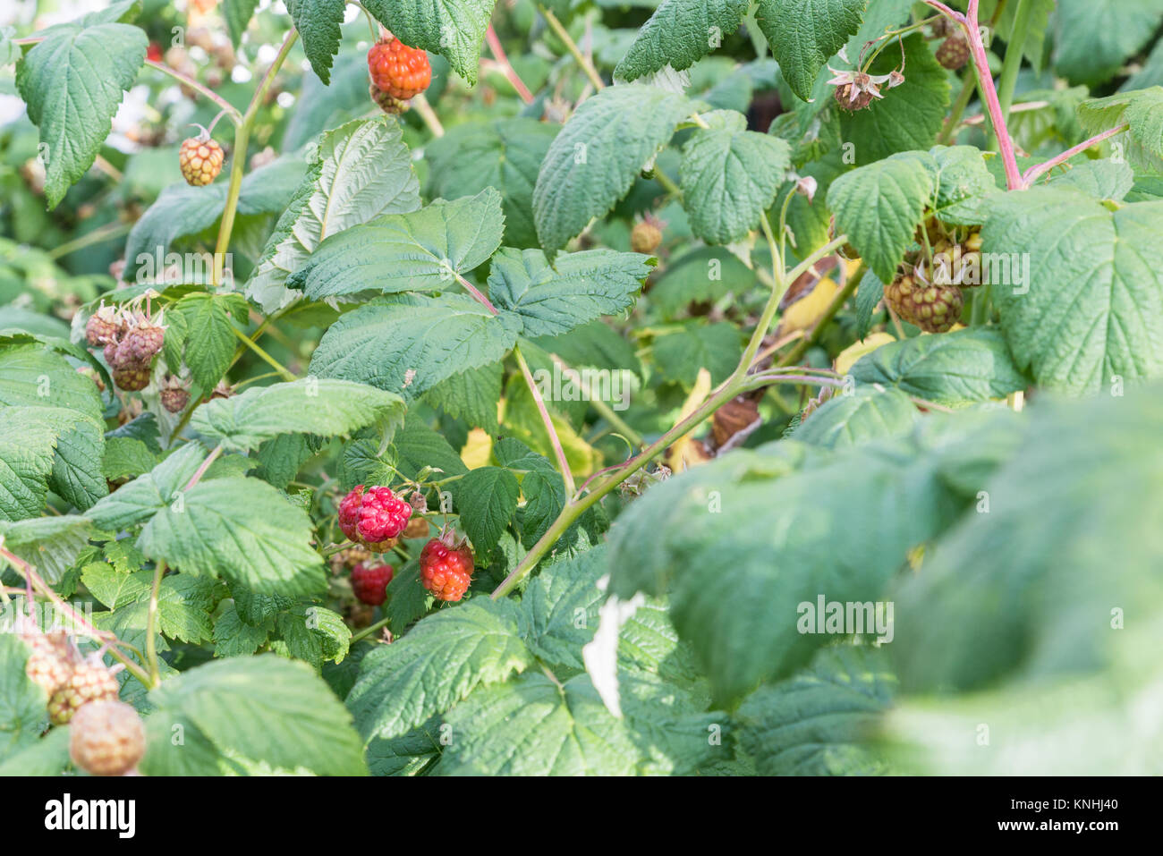 Ripe fruits on a raspberry bush Stock Photo - Alamy