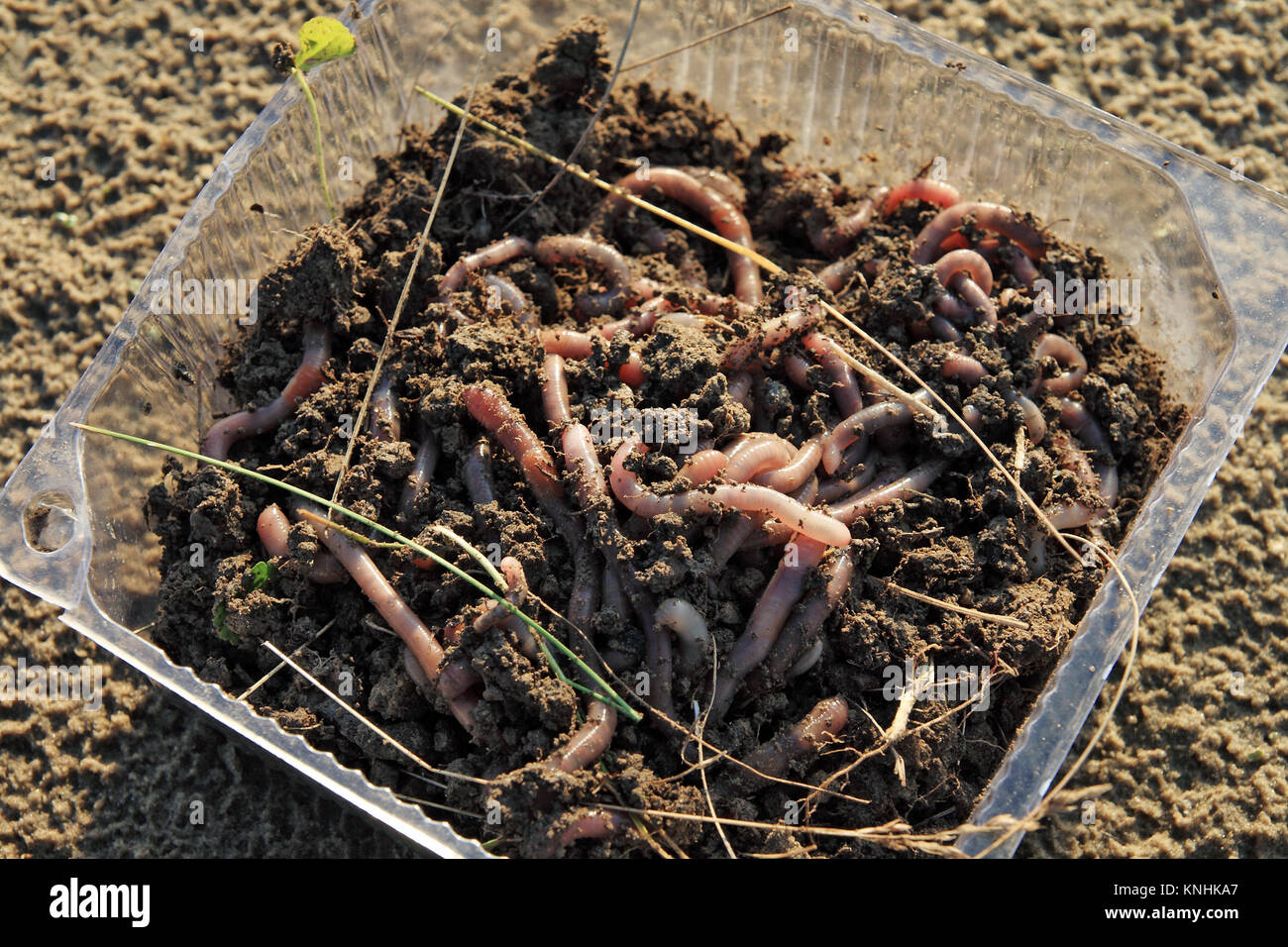 Container with earthworms Stock Photo - Alamy