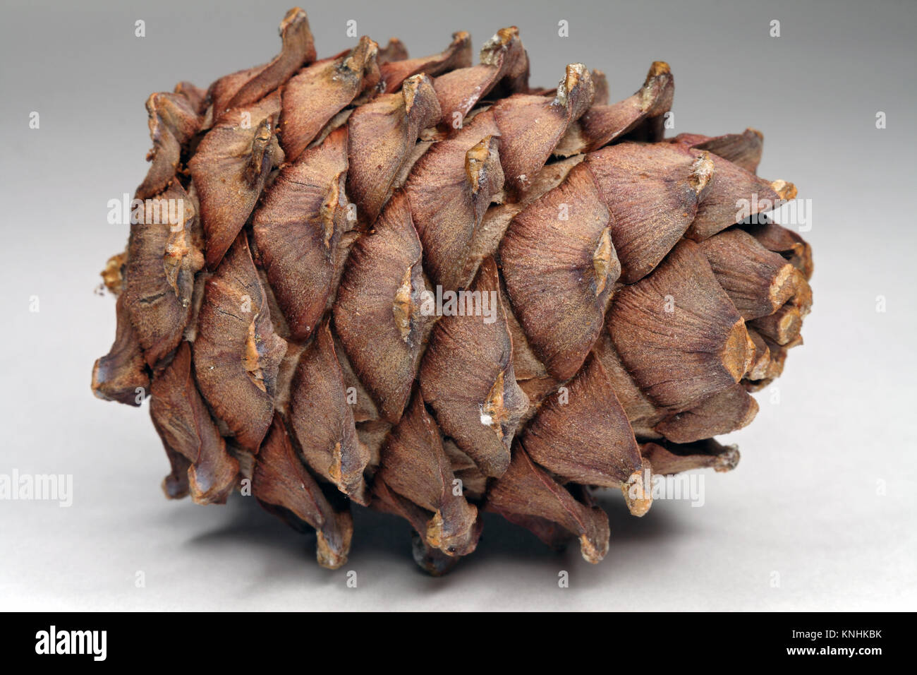 Siberian taiga cedar cones hi-res stock photography and images - Alamy