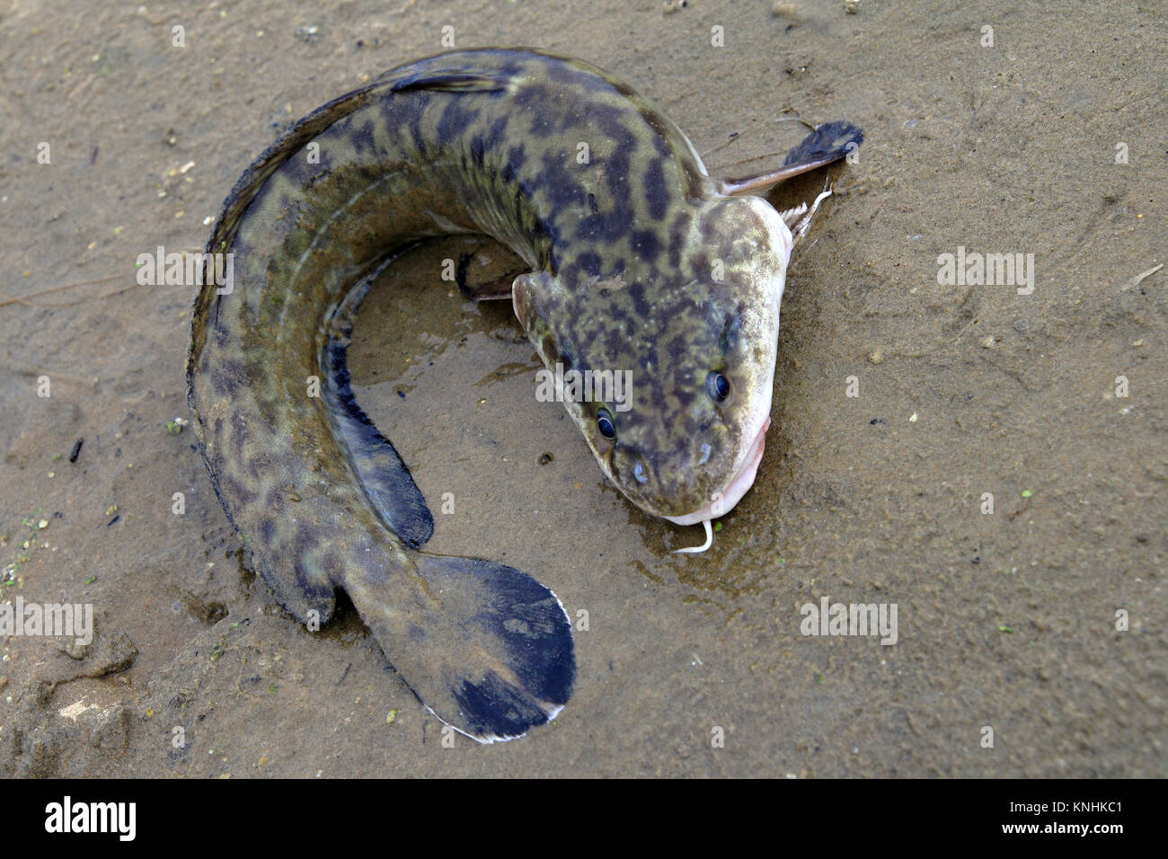 Burbot fishing hi-res stock photography and images - Alamy