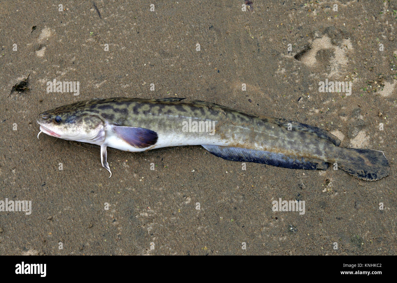Fish of northern and Siberian rivers - the burbot Stock Photo - Alamy
