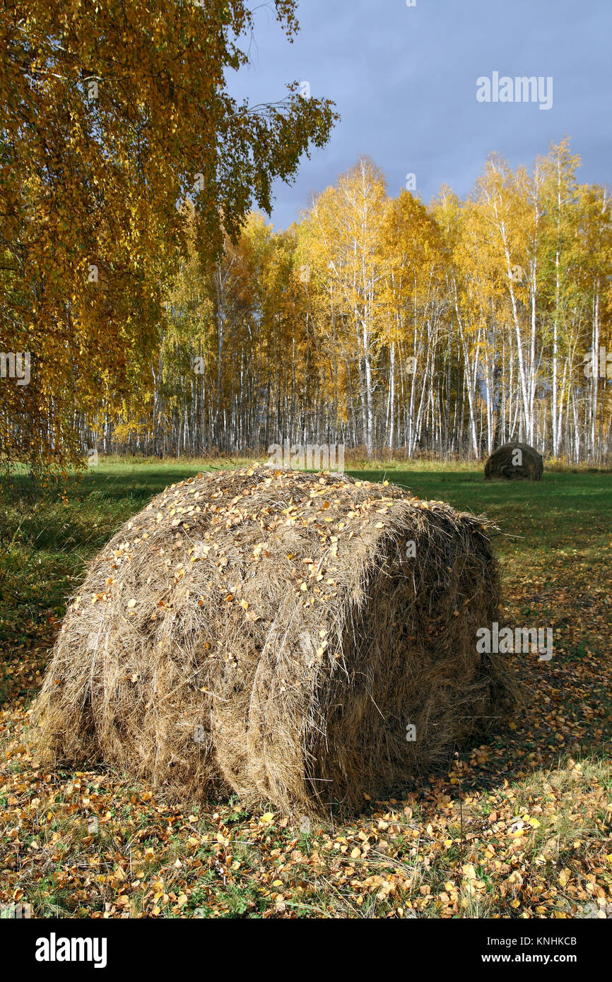 Sheaf of hay hi-res stock photography and images - Alamy