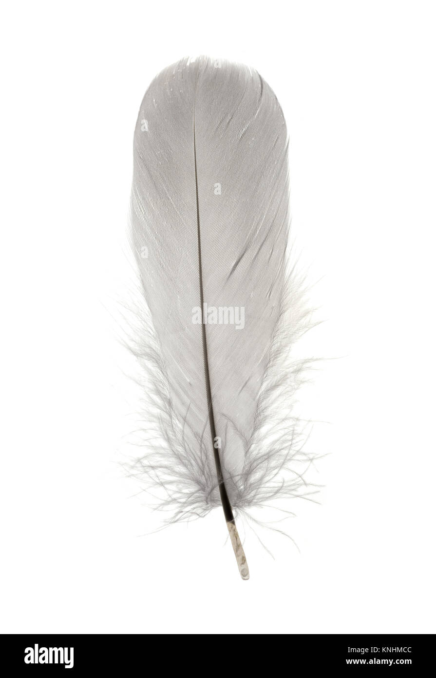 Single delicate fluffy grey birds feather isolated on a white ...