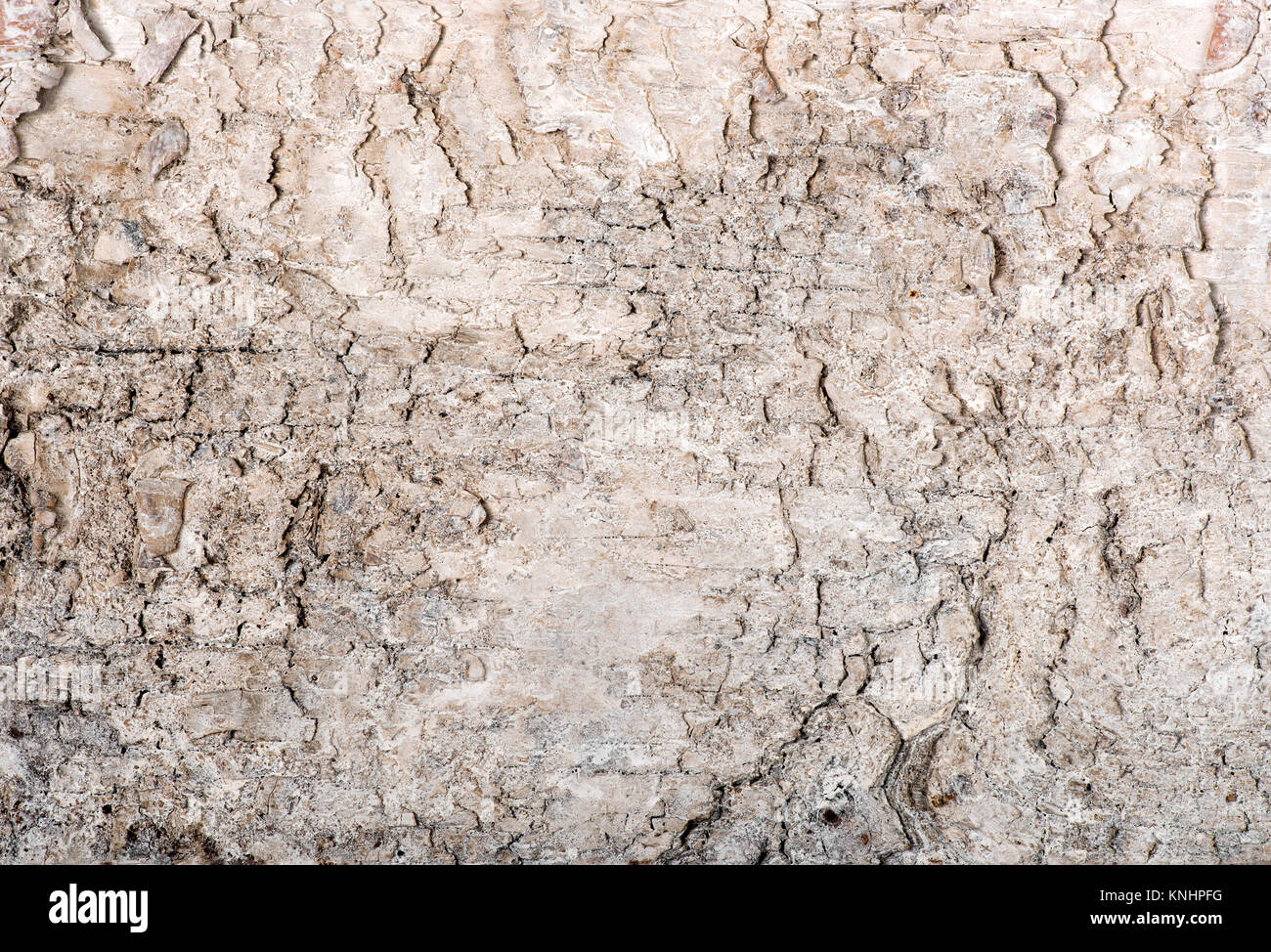 Background texture of light colored wood cortex or bark with a rough ...