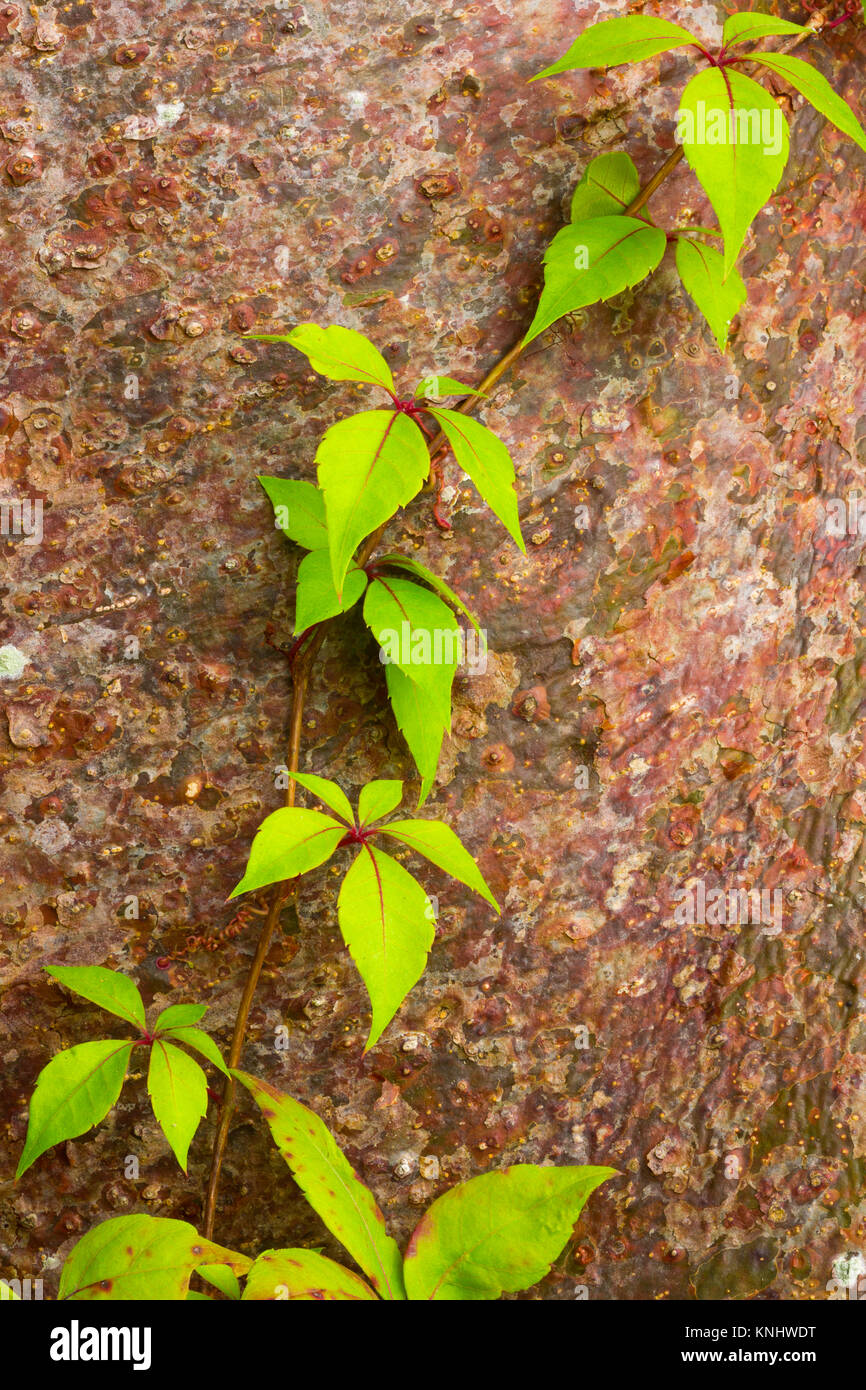 A vine grows over gum tree bark in Everglades National Park of Florida ...