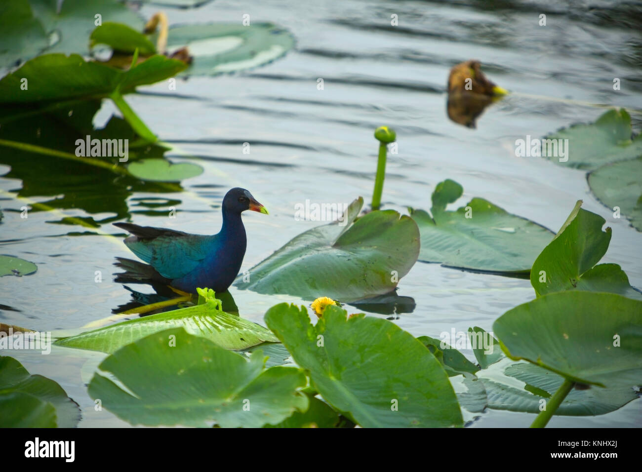 Lily pads swamp florida everglades High Resolution Stock Photography ...